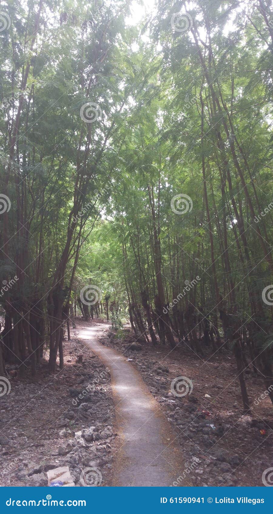 Narrow Road with Trees Around Stock Image - Image of mountain, trees ...