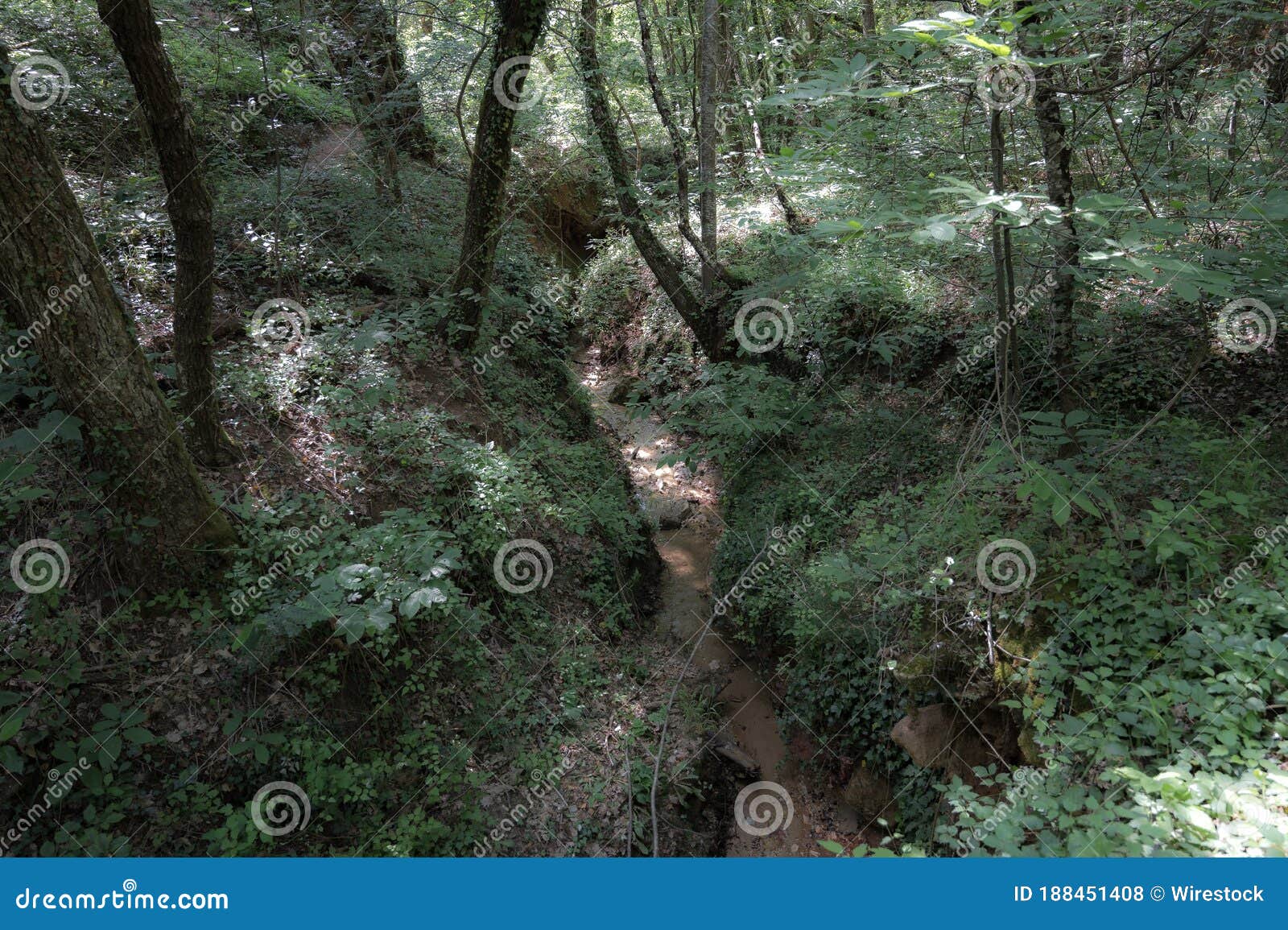 Narrow and Rough Pathway in the Forest Surrounded with Dense Trees ...
