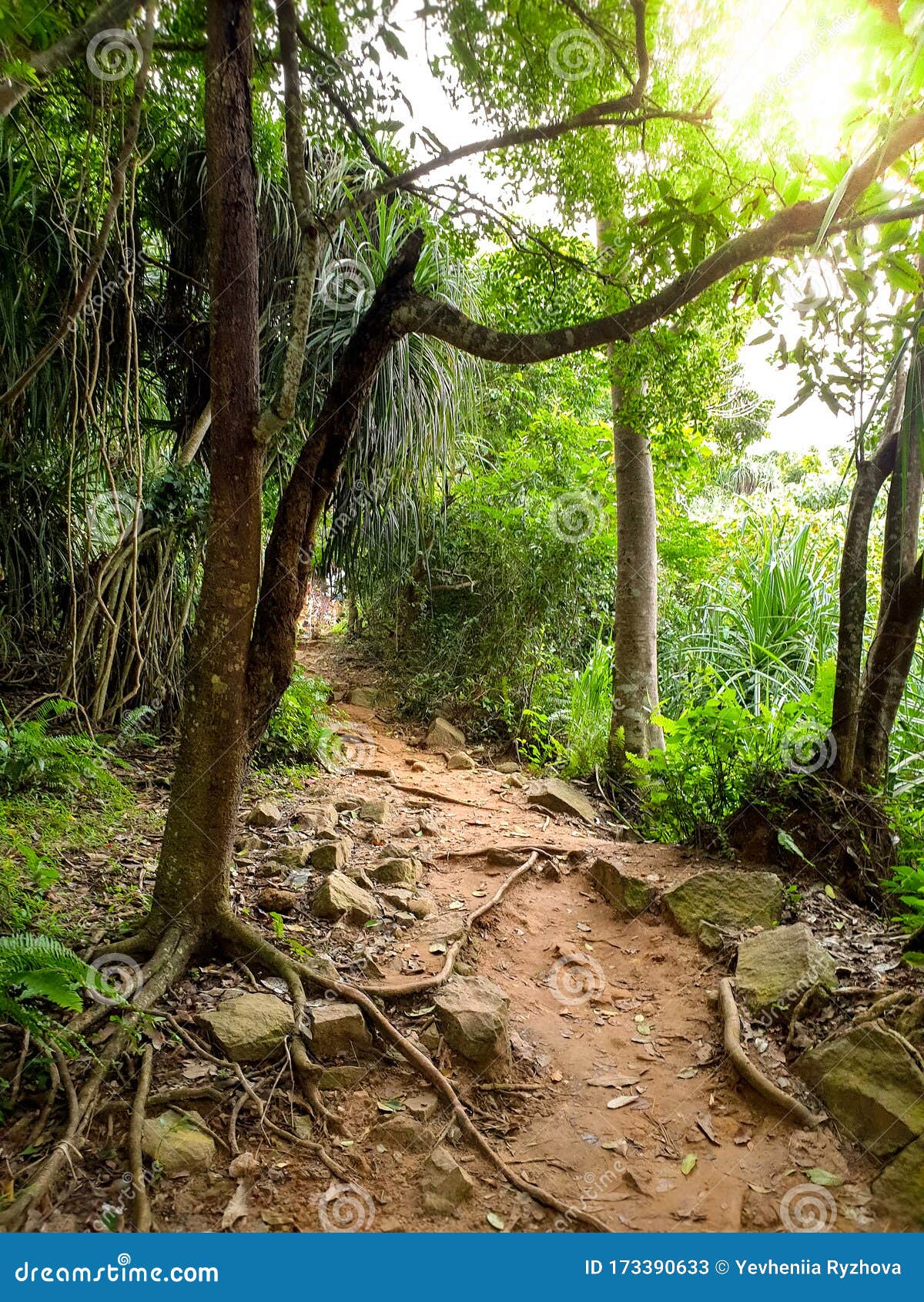 Narrow Steep Path in the Jungle Forest Growing on Mountain Slope Stock ...