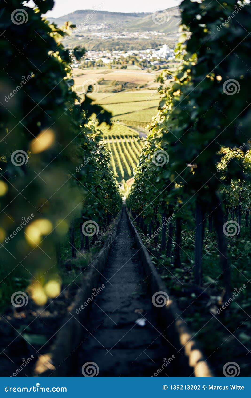 Narrow Steep Path with Steps Down a Beautiful Vineyard between Vine ...