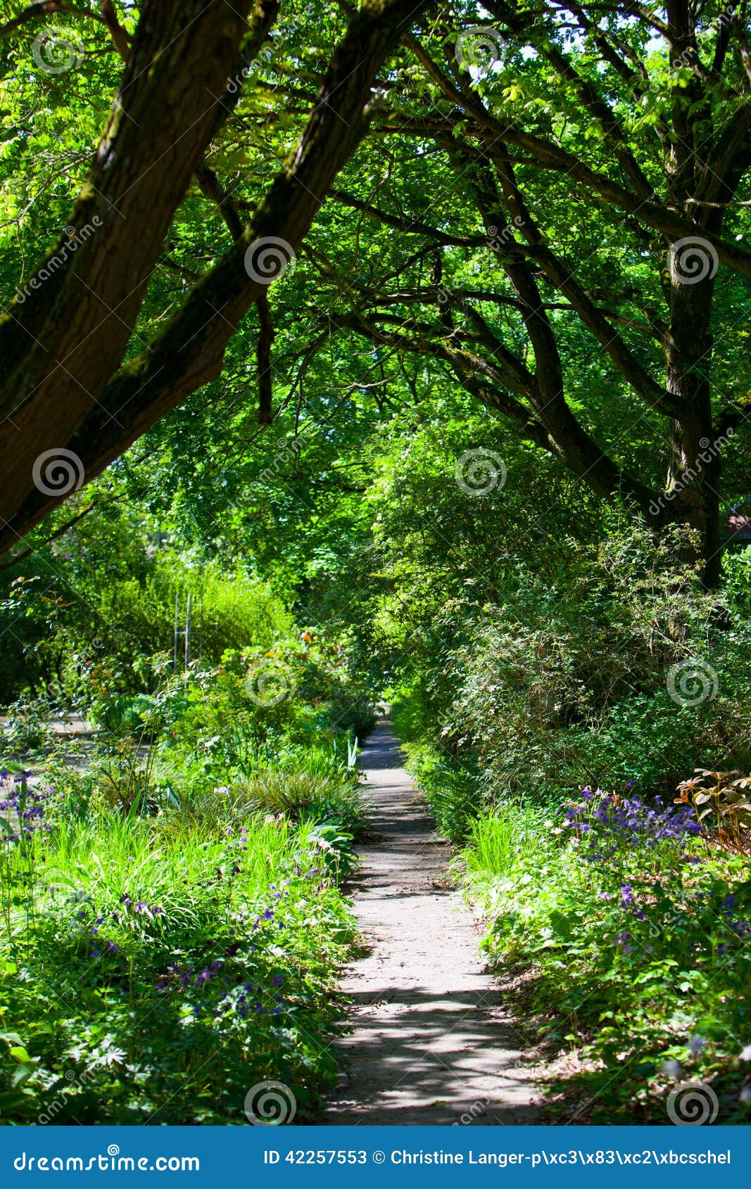 Narrow Straight Path through a Green Lush Area Stock Image - Image of ...