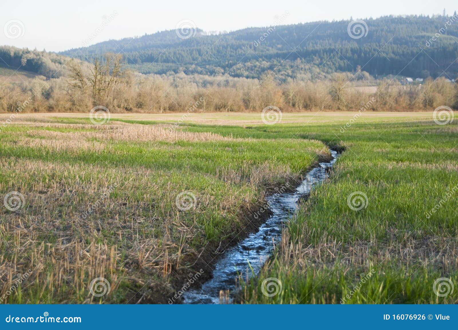 Narrow Stream stock photo. Image of farm, grass, green - 16076926