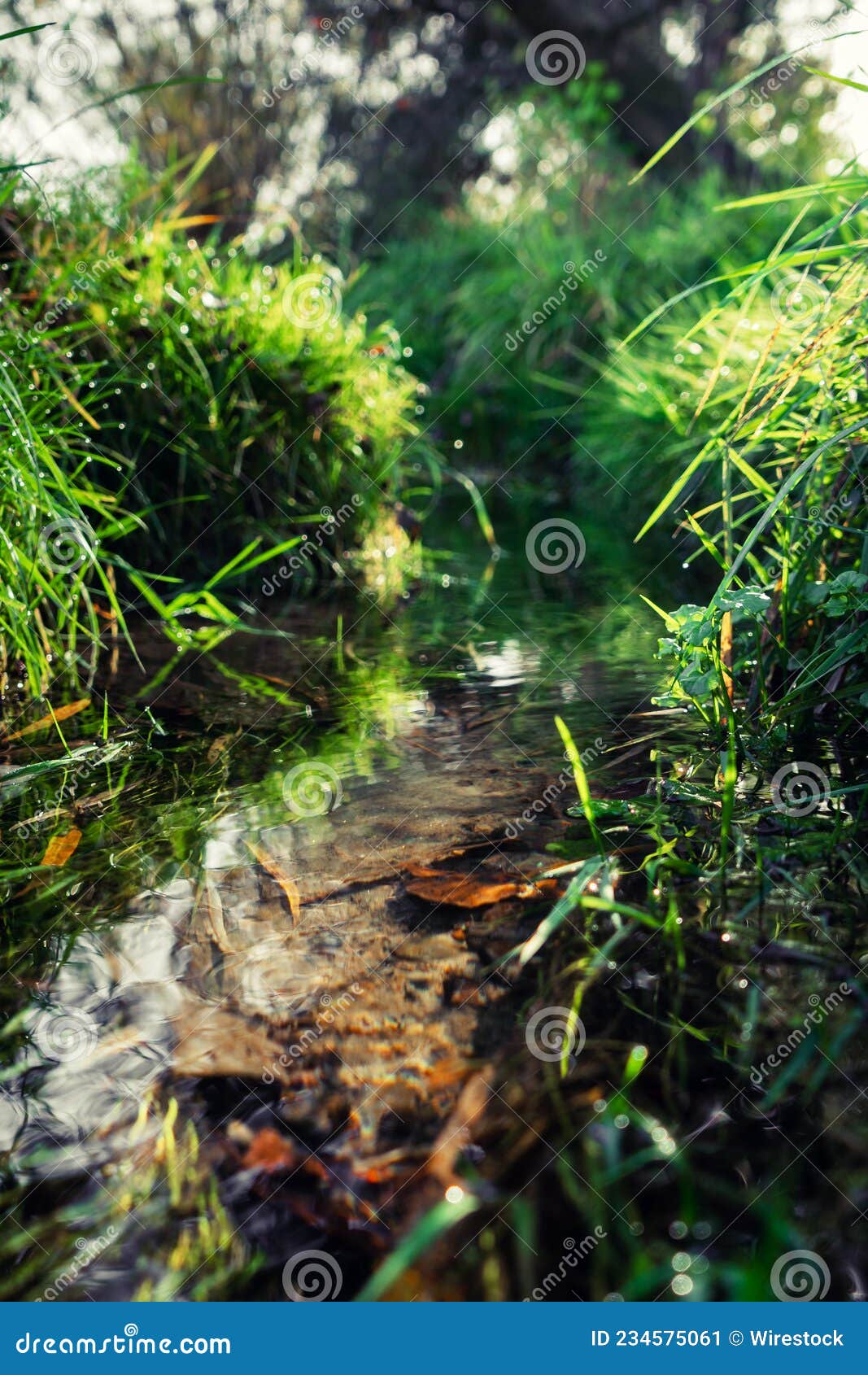 Narrow Stream of Water in the Yard Stock Image - Image of nature ...