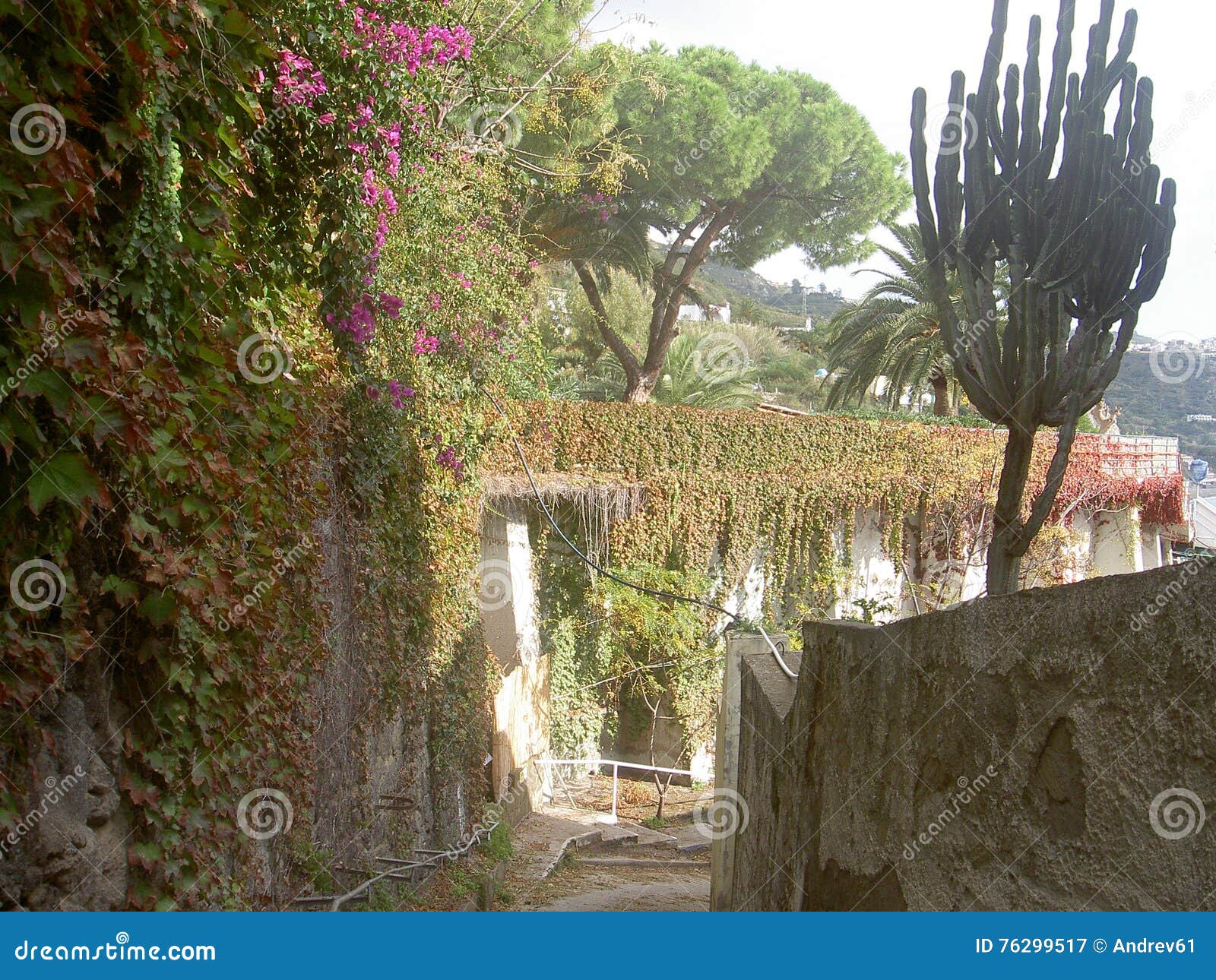 Narrow Street with Overgrown Blooming Wall Stock Image - Image of next ...