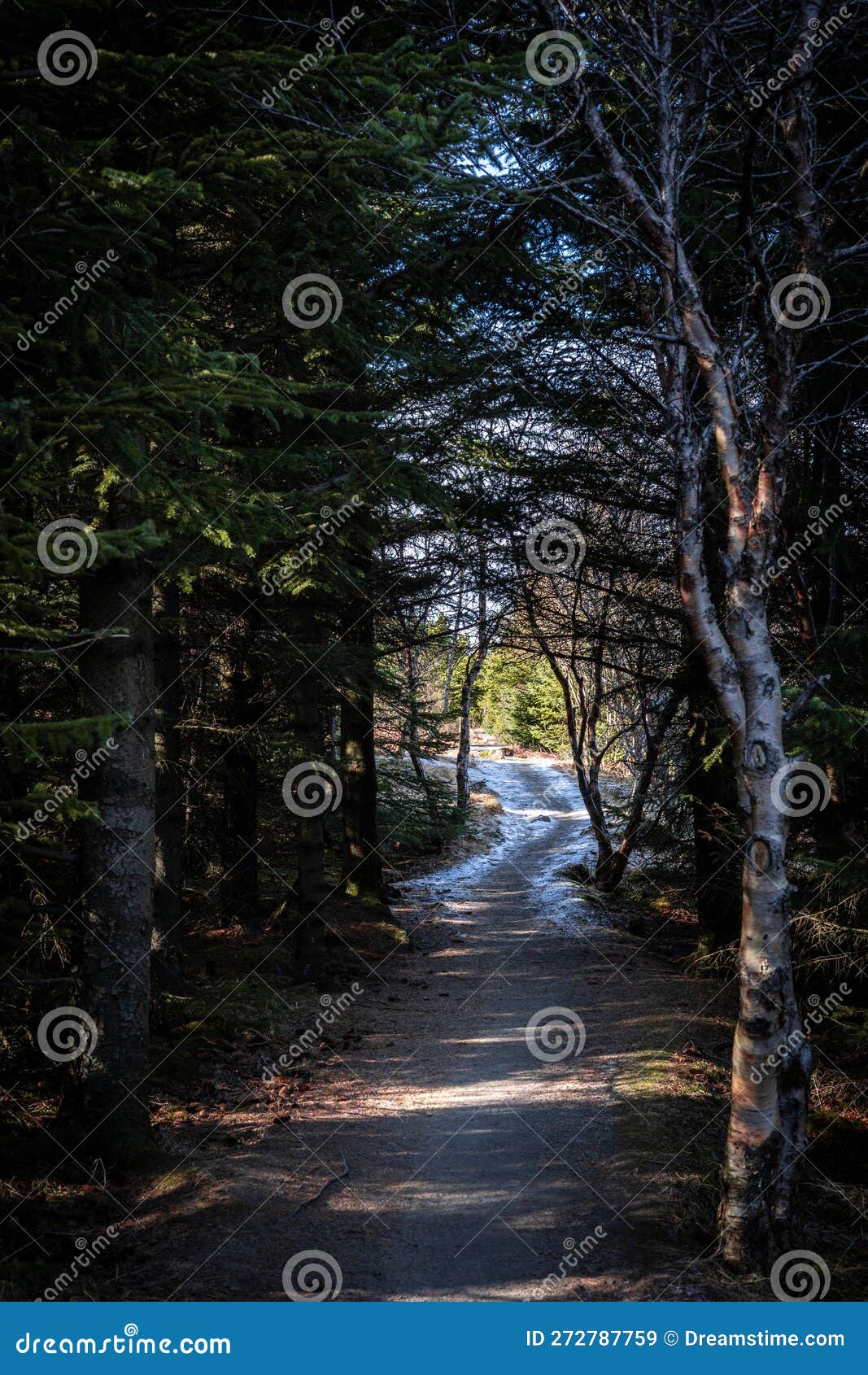 A Path in the Forest, Surrounded with Birch and Pine Trees. Stock Image ...