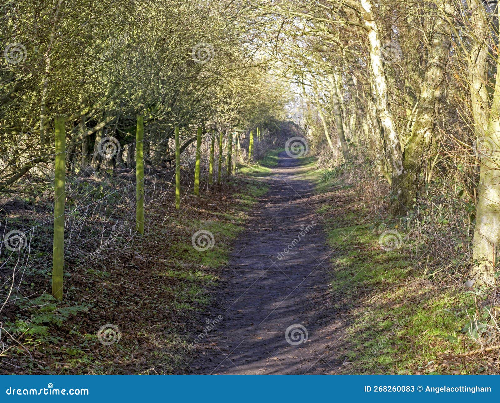 Narrow Trail through Bare Winter Trees with Shadows Stock Image - Image ...