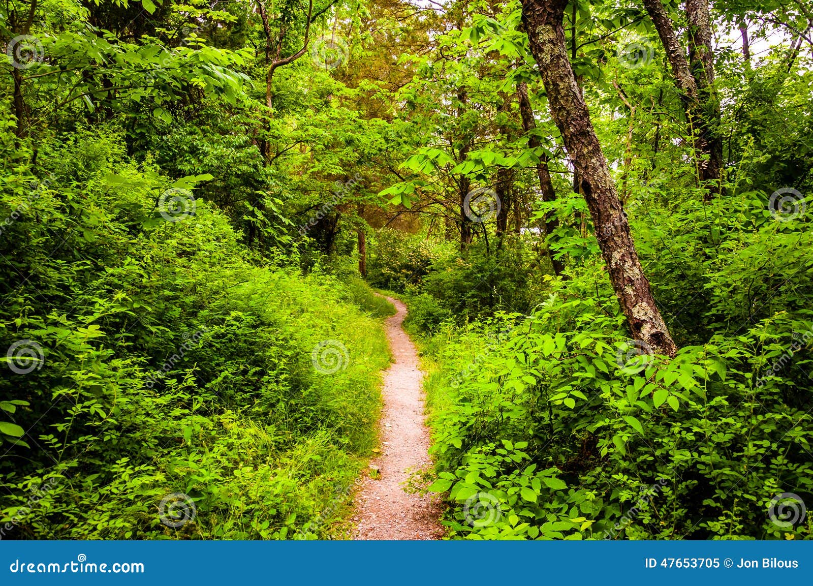 Narrow Trail through a Lush Forest at Codorus State Park, Pennsylvania ...
