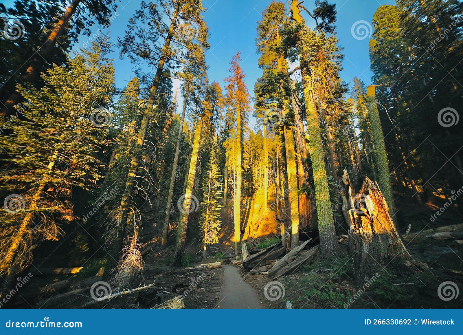 Narrow Trail Passing through the Forest. Stock Photo - Image of foliage ...