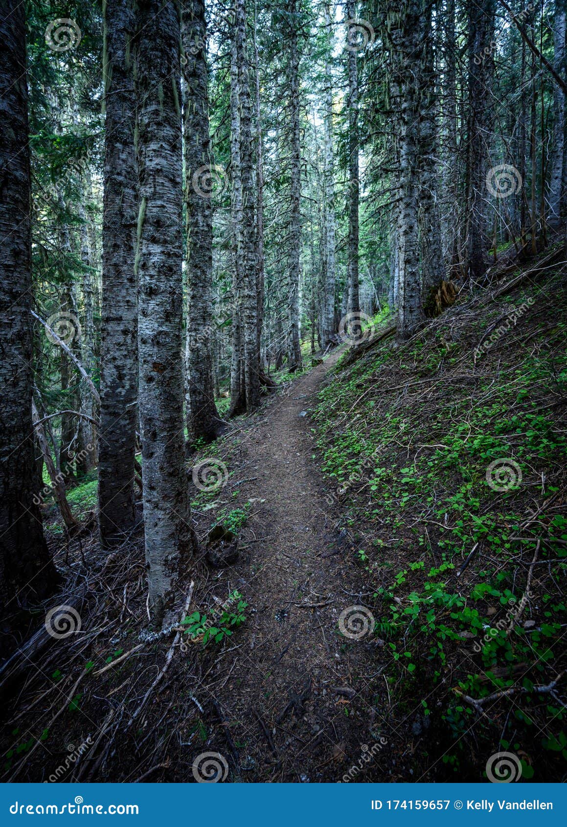 Narrow Trail through Thick Forest Stock Image - Image of northwest ...