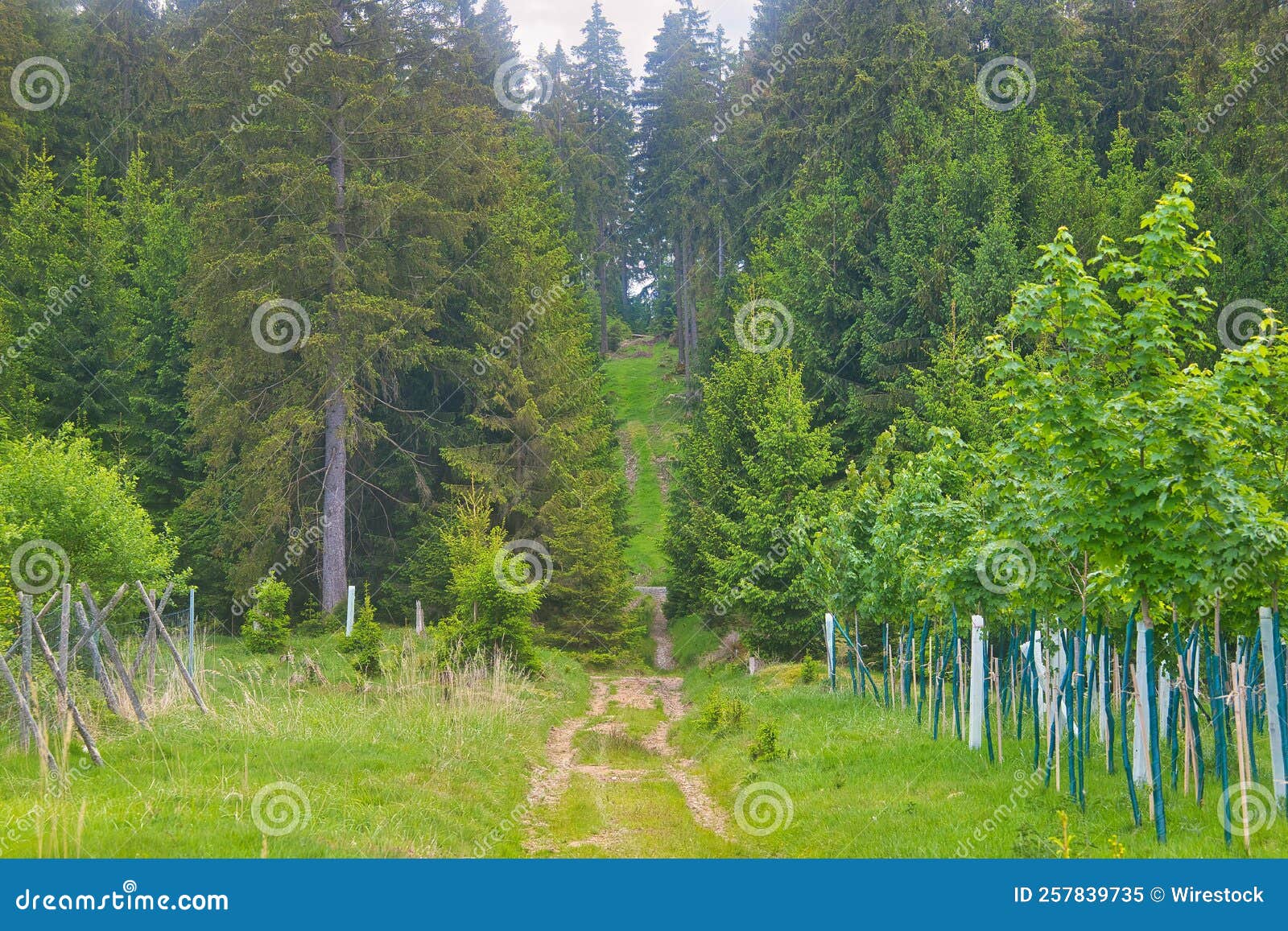 Narrow Trail through the Thuringian Forest, Germany Stock Image - Image ...