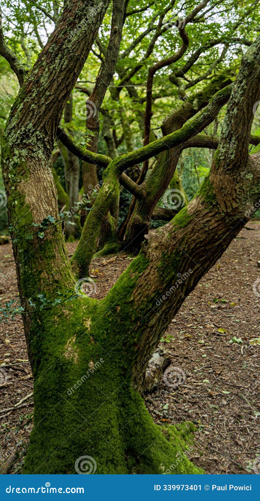 Narrow Vertical View of Twisted Tree Trunks Stock Image - Image of ...