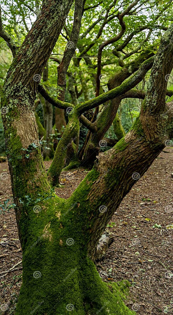 Narrow Vertical View of Twisted Tree Trunks Stock Image - Image of ...