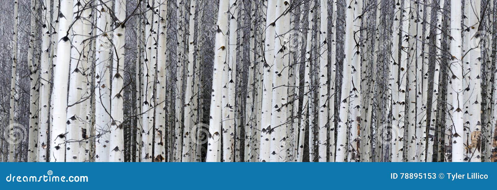 Narrow View of White Tree Trunks Lined Up Stock Image - Image of ...