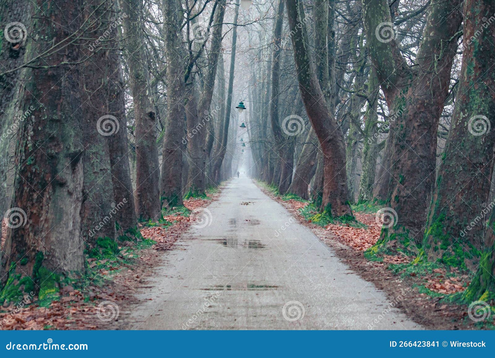 Narrow Walking Path between the Deciduous Forest Trees in Sarajevo ...