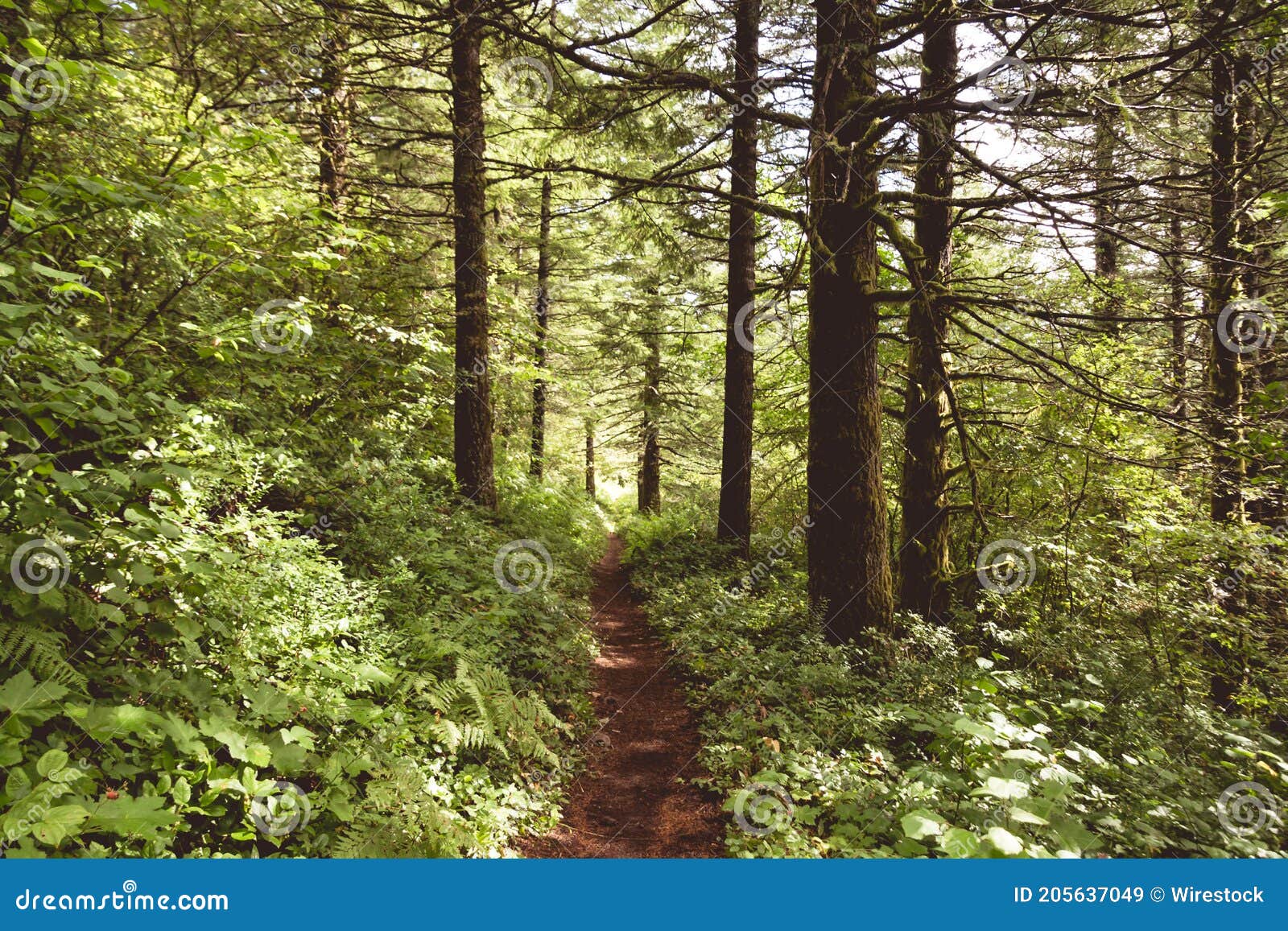 Narrow Walking Path in the Middle of the Forest Full of Trees and ...