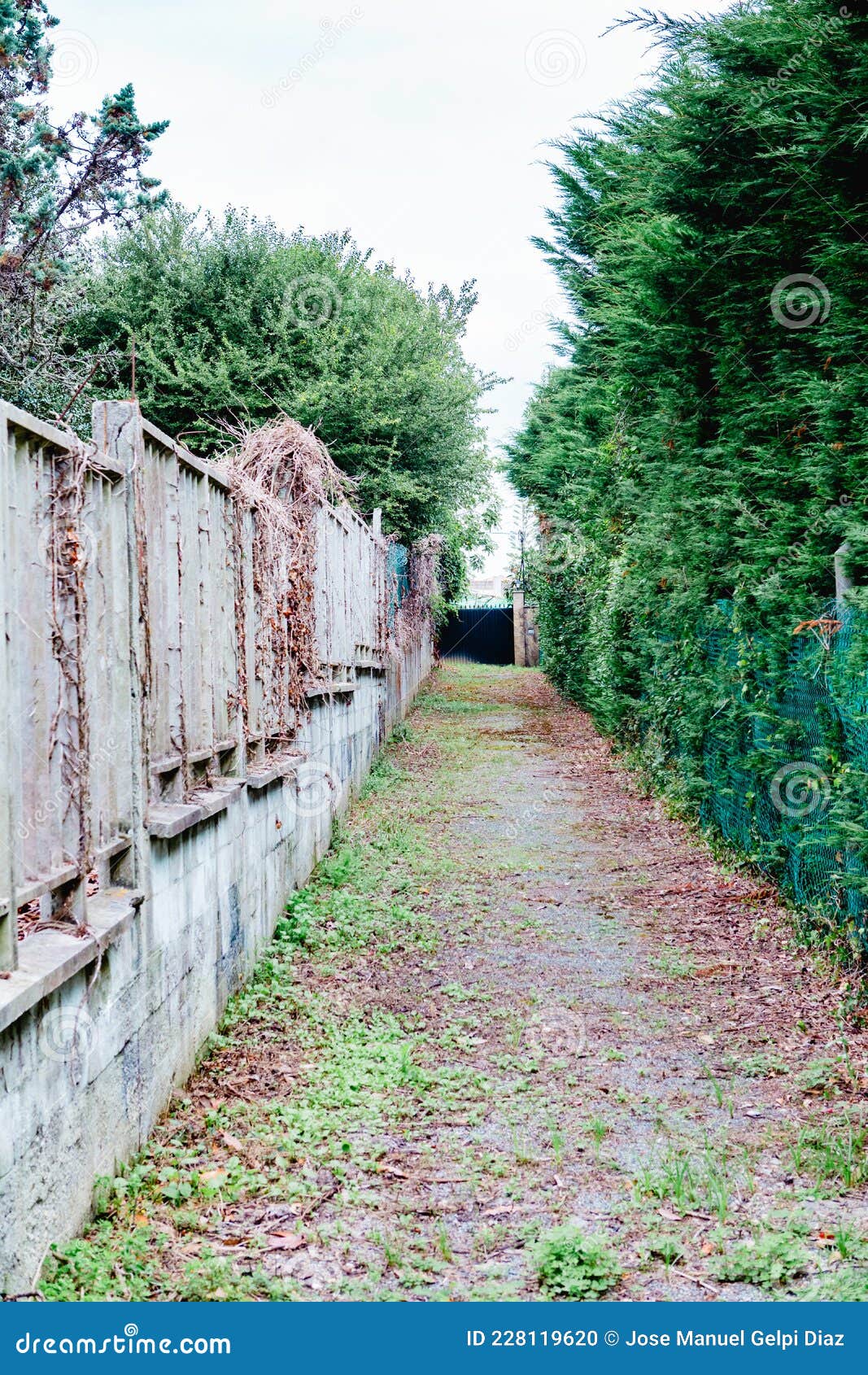 Narrow Walkway/path between Garden Fences Stock Photo - Image of ...