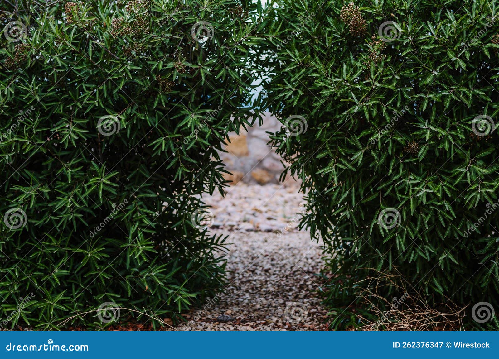 Narrow Walkway between the Podocarpus Shrubs Stock Image - Image of ...