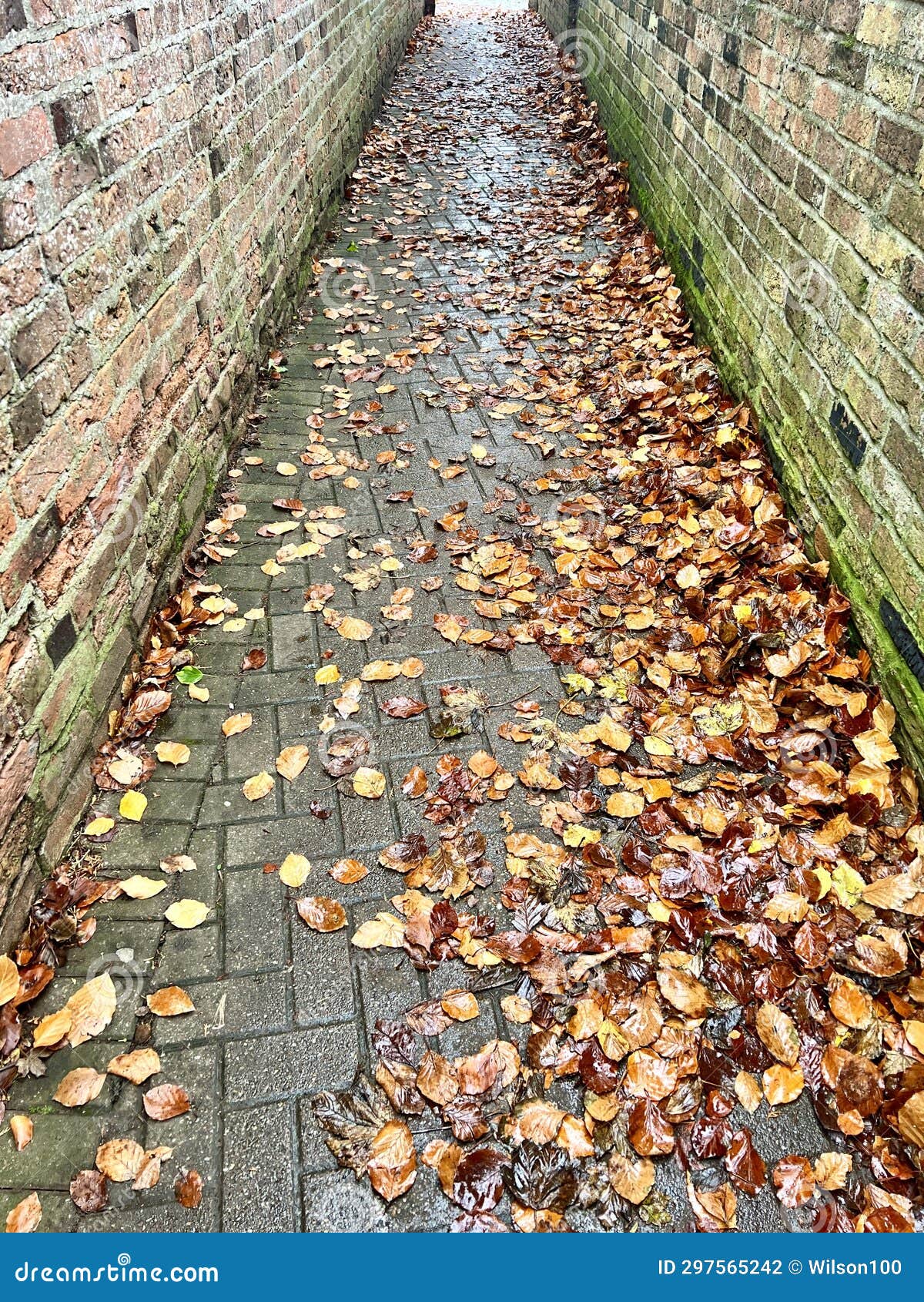 Footpath stock photo. Image of walk, leaf, brick, footpath - 297565242
