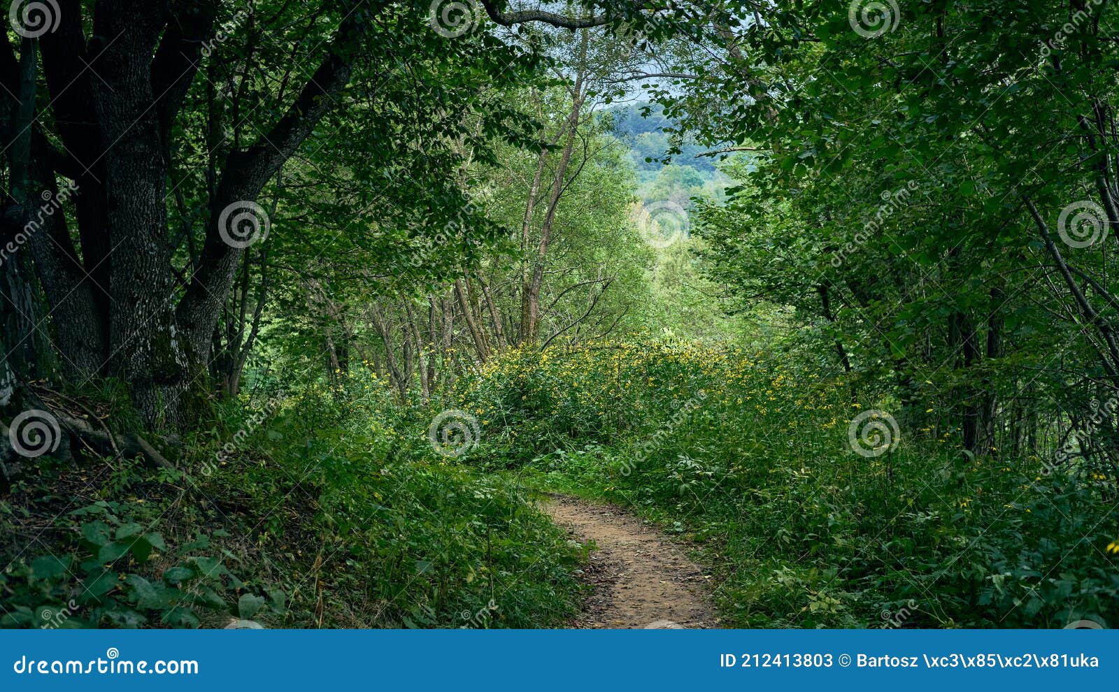 A Narrow Winding Path Hidden in the Thickets of a Dense Mountain Forest ...