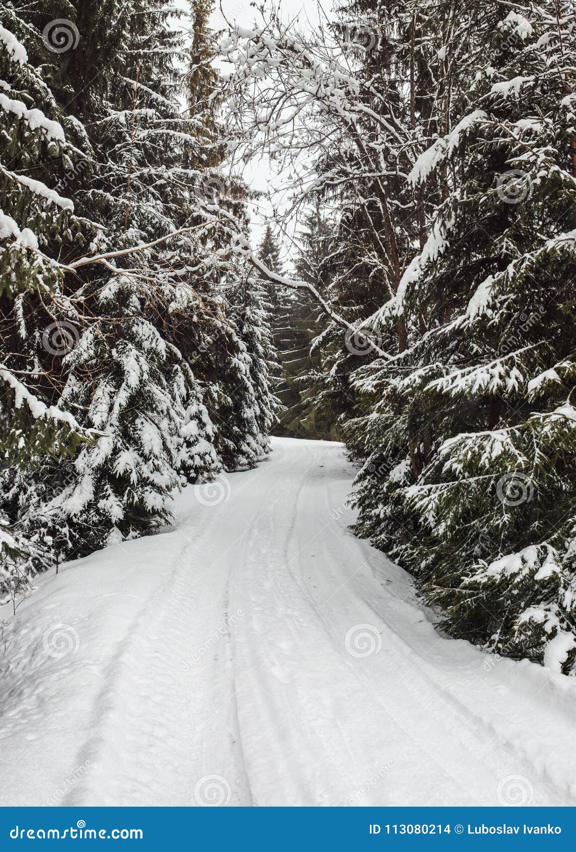 Narrow Winter Forest Road Covered with Snow with Trees Stock Photo ...