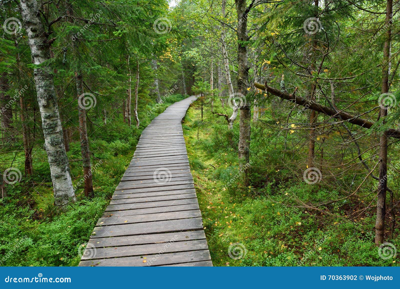 Narrow Wooden Pathway in the Forest Stock Photo - Image of long, alone ...