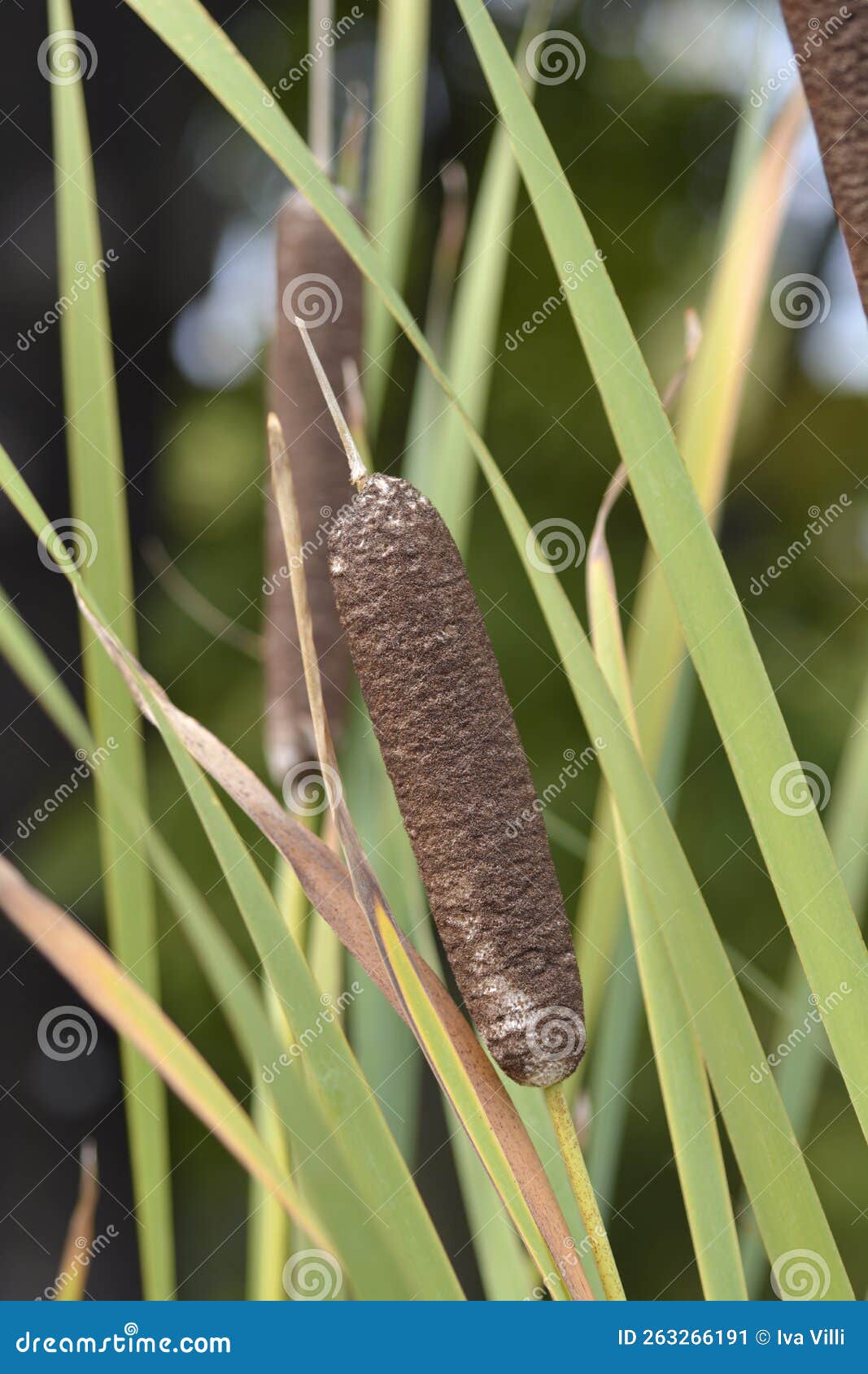 Narrowleaf cattail stock image. Image of plant, brown - 263266191