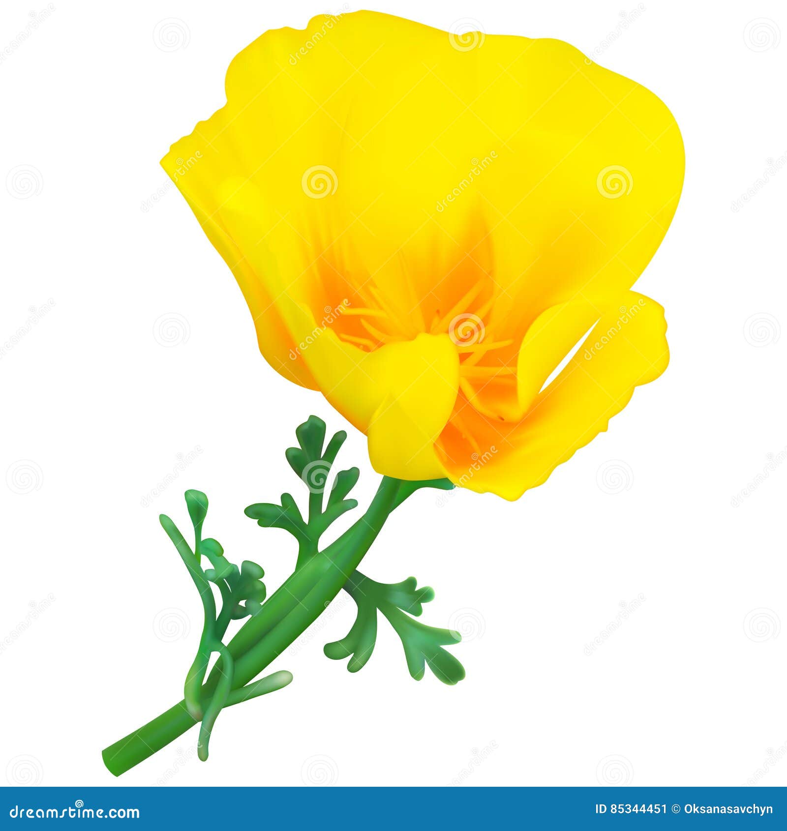 Eveningprimrose Cartoons, Illustrations & Vector Stock Images - 15 ...