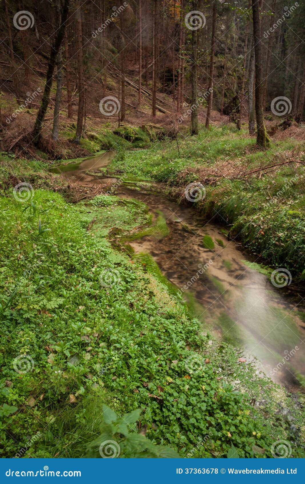 Narrows Stream Flowing Along in Forest Stock Photo - Image of flora ...