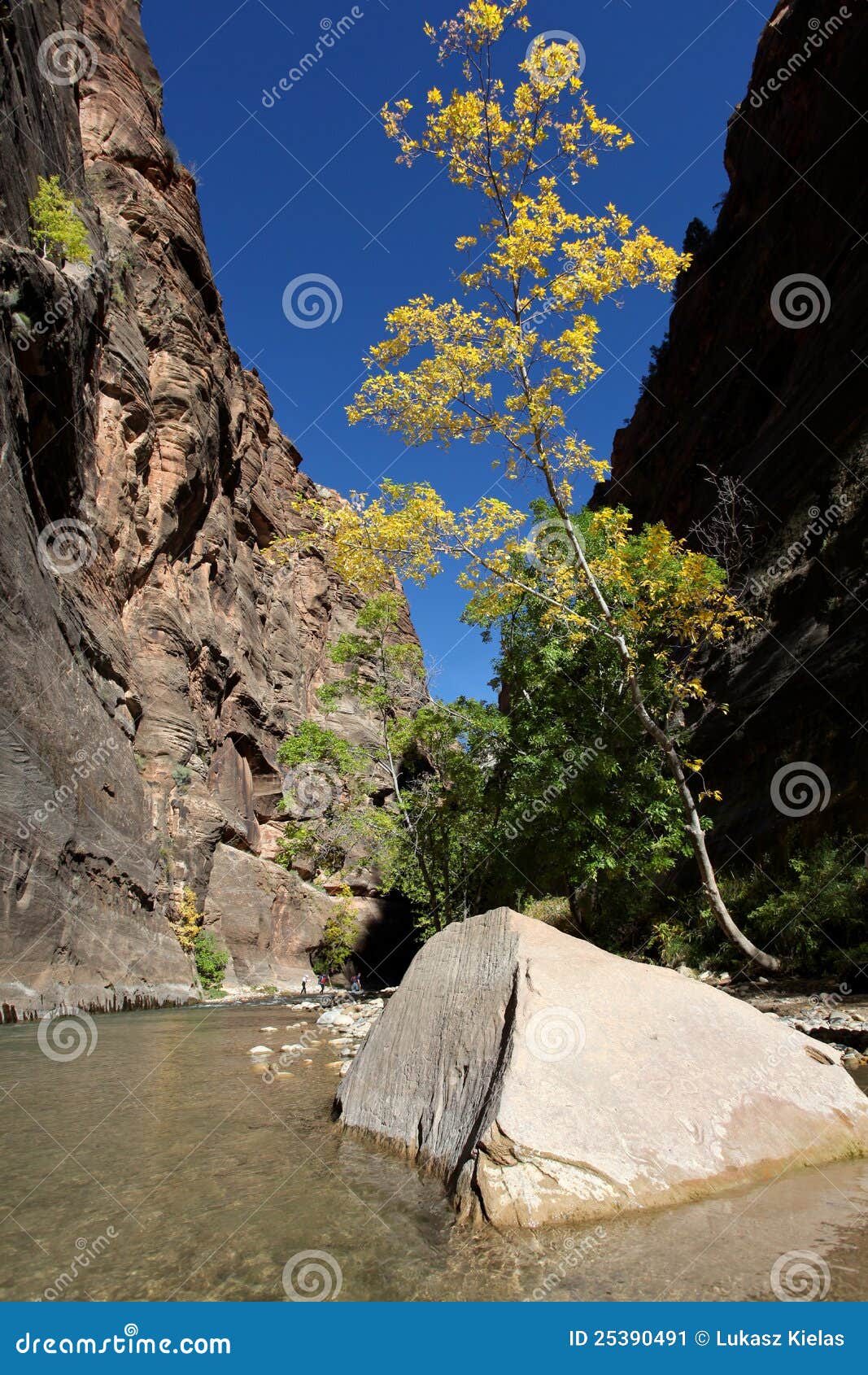 The Narrows Trail in Zion National Park Stock Image - Image of forest ...