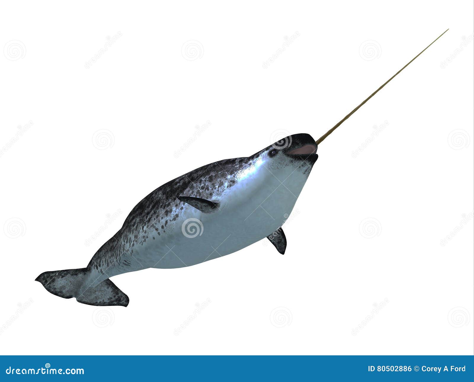 Narwal Walvis Narwal Hoorn Walvis De Zee Eenhoorn Leuke Cartoon Stijl,