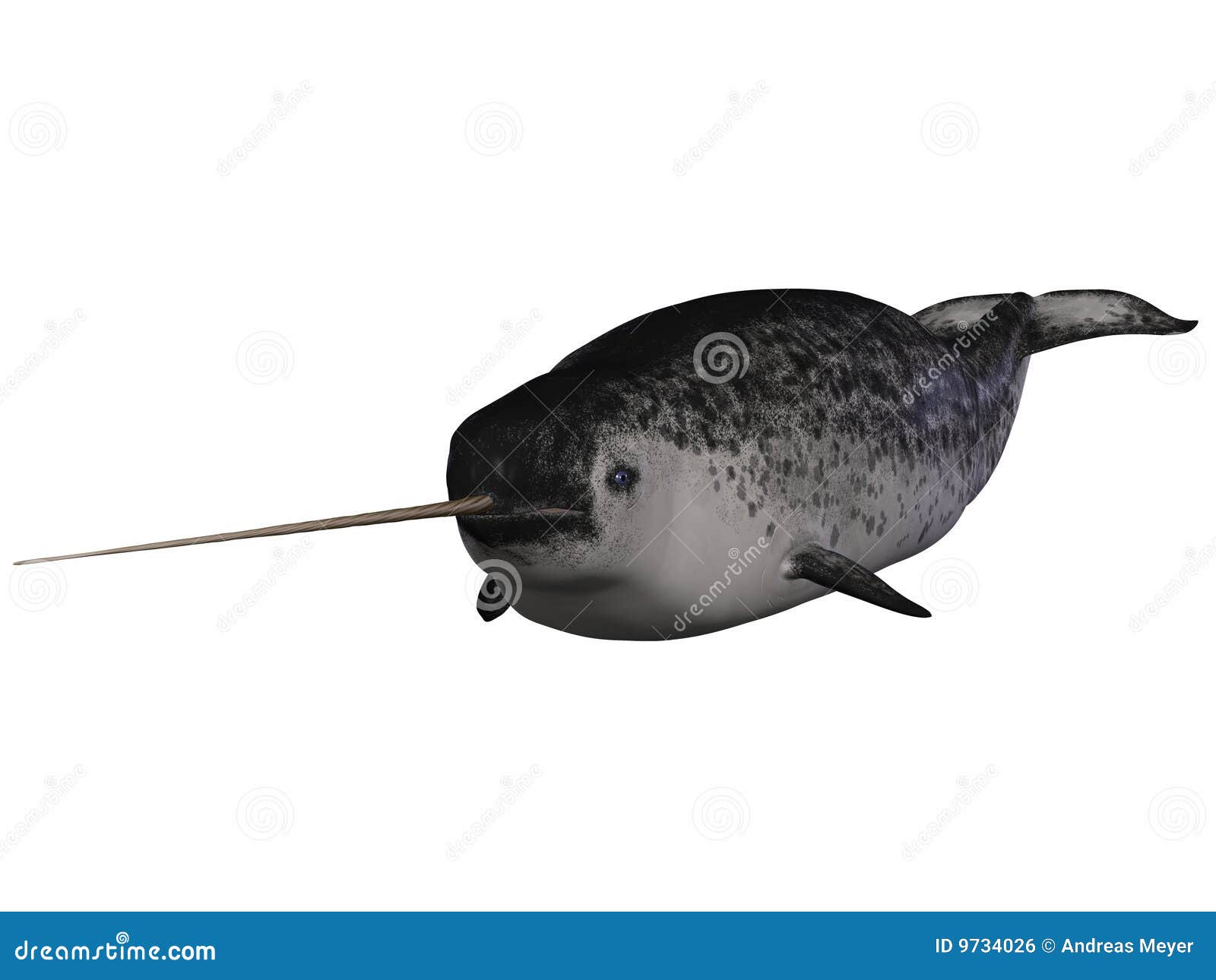 Narwhal Royalty-Free Stock Photography | CartoonDealer.com #9735143