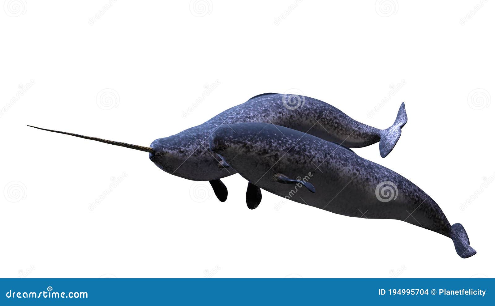 Narwhal, Male Monodon Monoceros, Top View Isolated On White Background ...