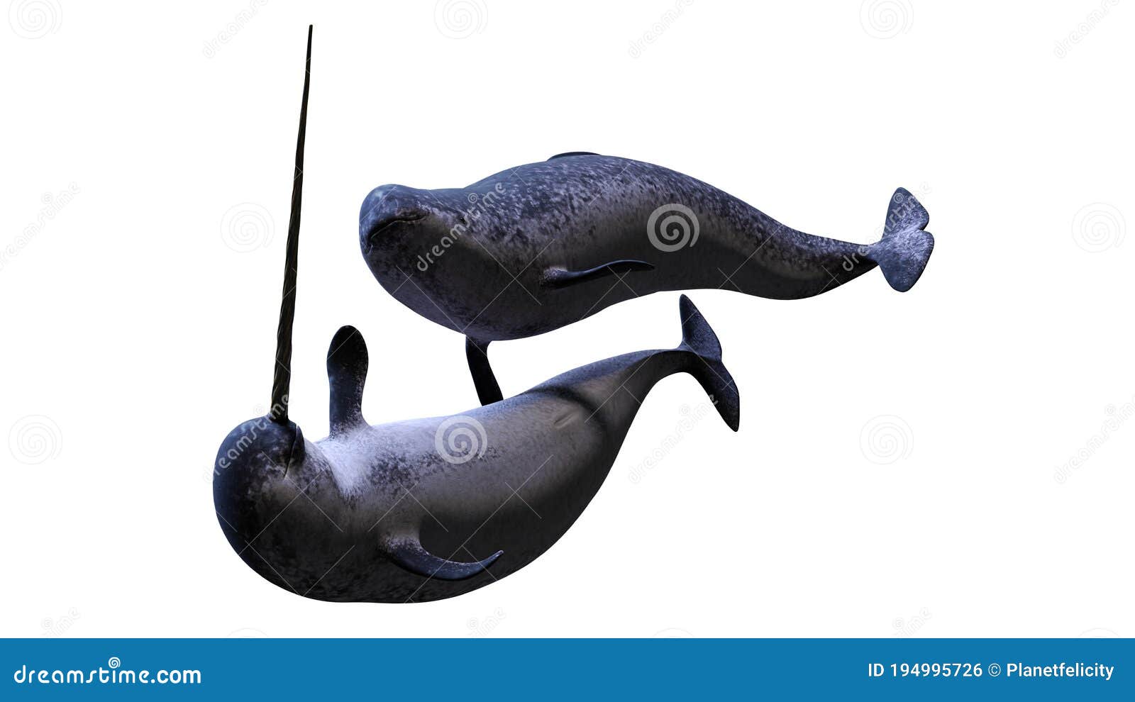Narwhal Couple, Monodon Monoceros Isolated on White Background Stock ...