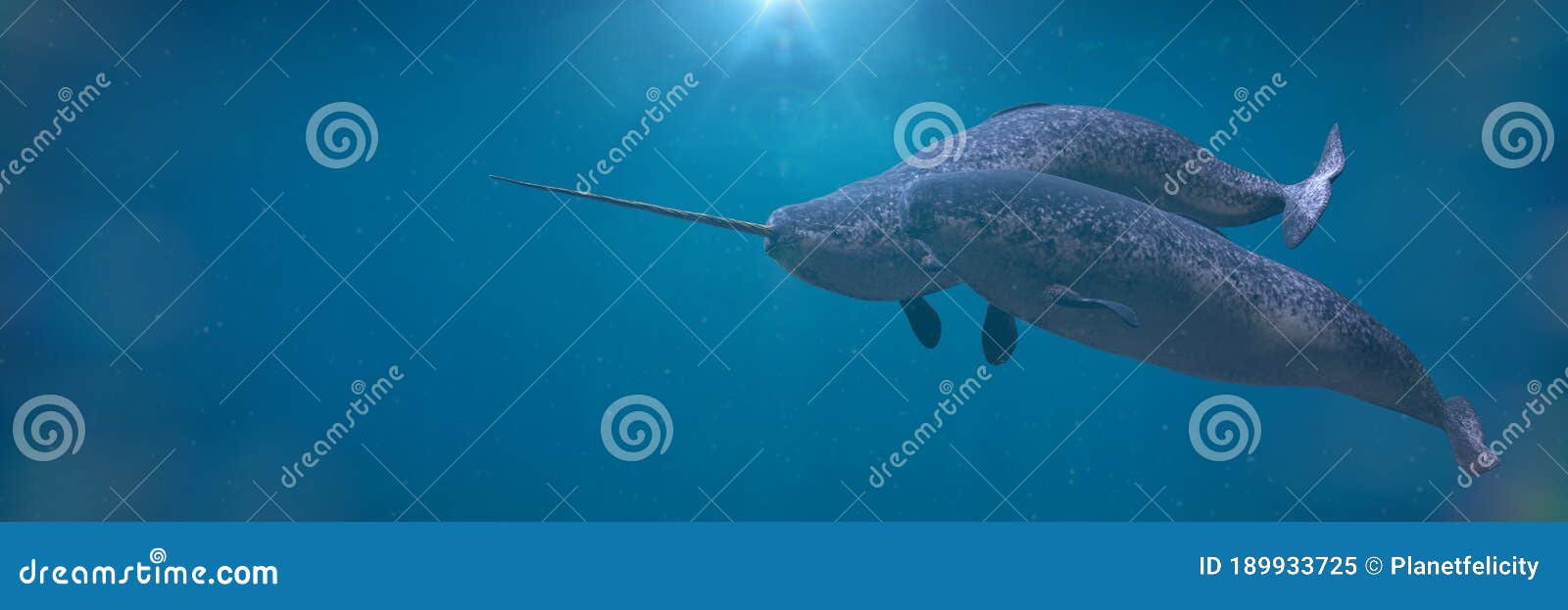 Narwhal Couple, Two Monodon Monoceros Playing in the Ocean Stock Image ...