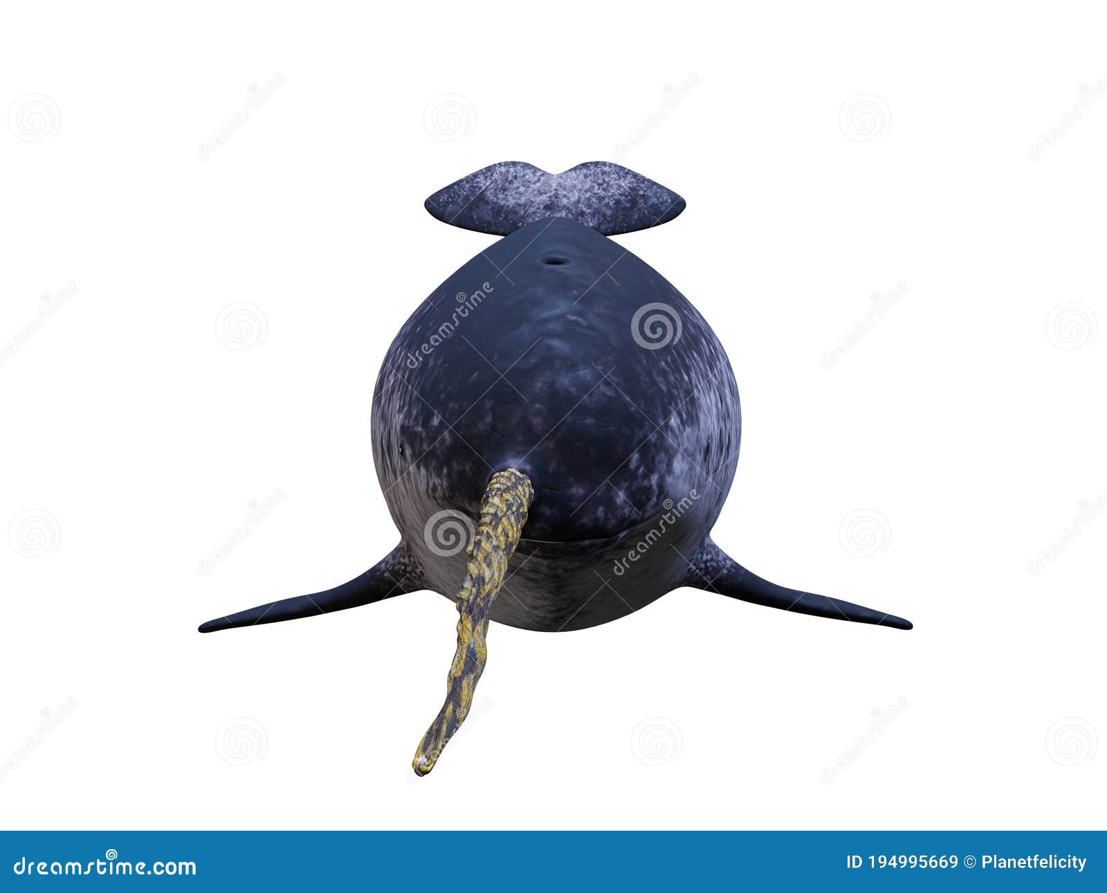 Narwhal, Male Monodon Monoceros Swimming Playful In The Ocean Royalty ...