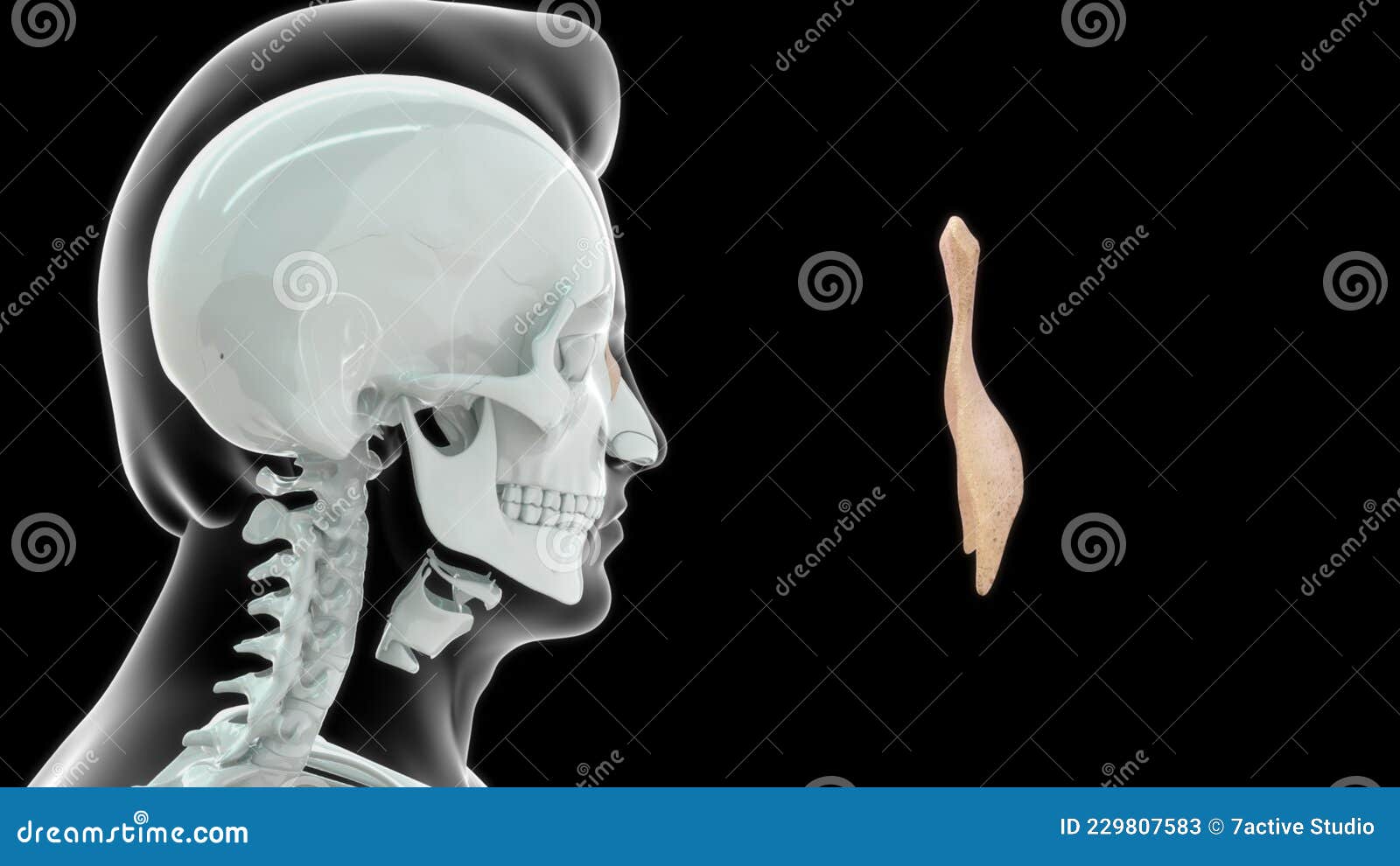 Nasal Bridge And Nose Bone Anatomy With Face Cartilage Outline Diagram ...