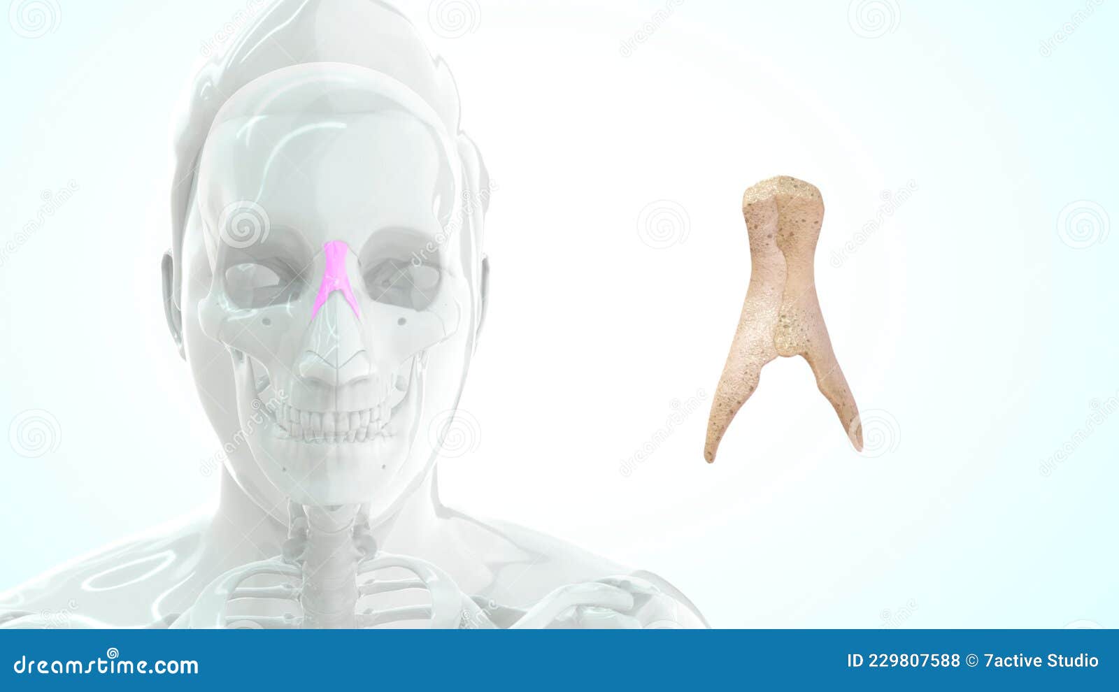 Location of Nasal Bone in Human Stock Illustration - Illustration of ...