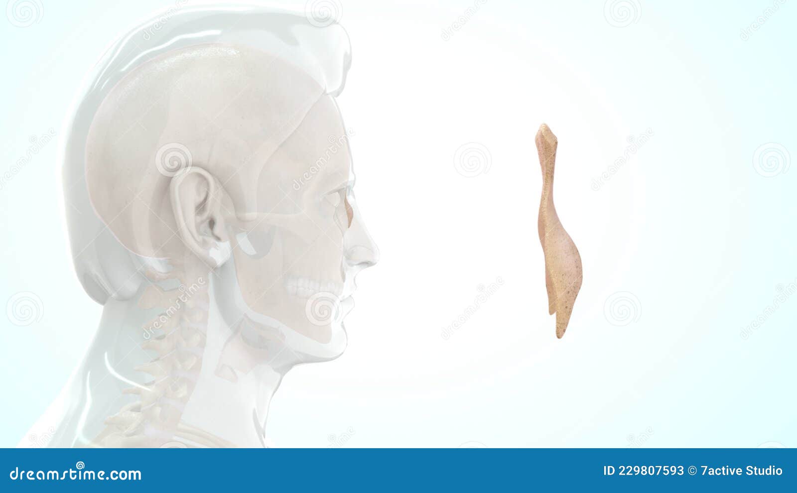 Nasal Bridge And Nose Bone Anatomy With Face Cartilage Outline Diagram ...