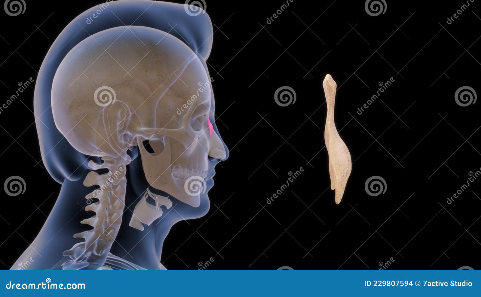 Nasal Bridge And Nose Bone Anatomy With Face Cartilage Outline Diagram ...
