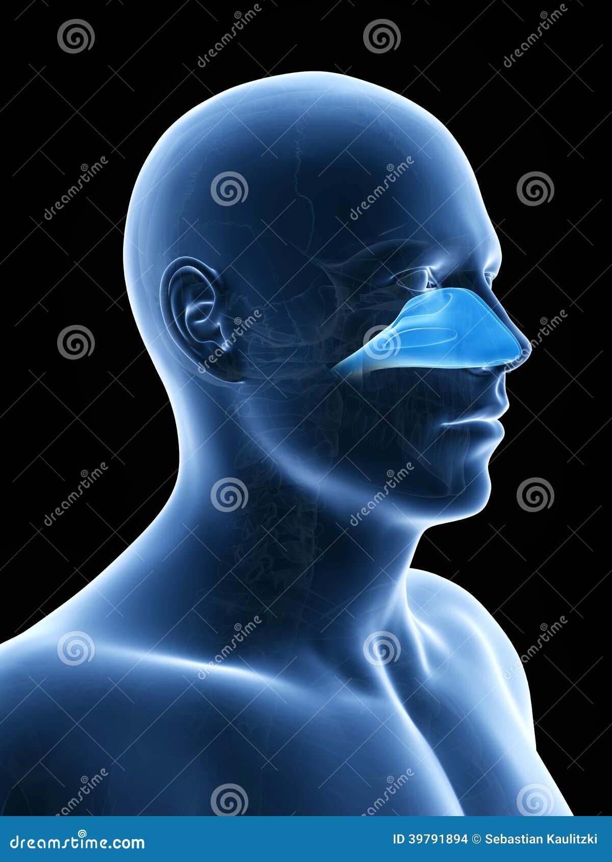 Nasal Cavity Anatomy Cartoon Vector 230388109