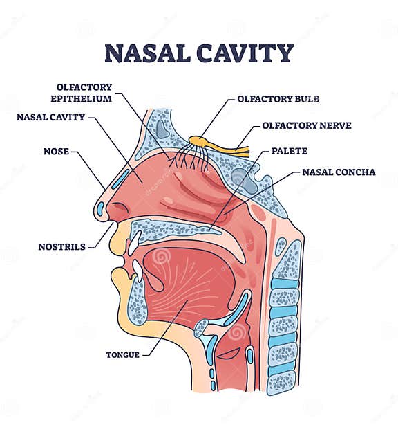 Nasal Cavity Anatomy with Medical Nose Parts Description Outline ... Nasal Cavity Anatomy with Medical Nose Parts Description Outline ...