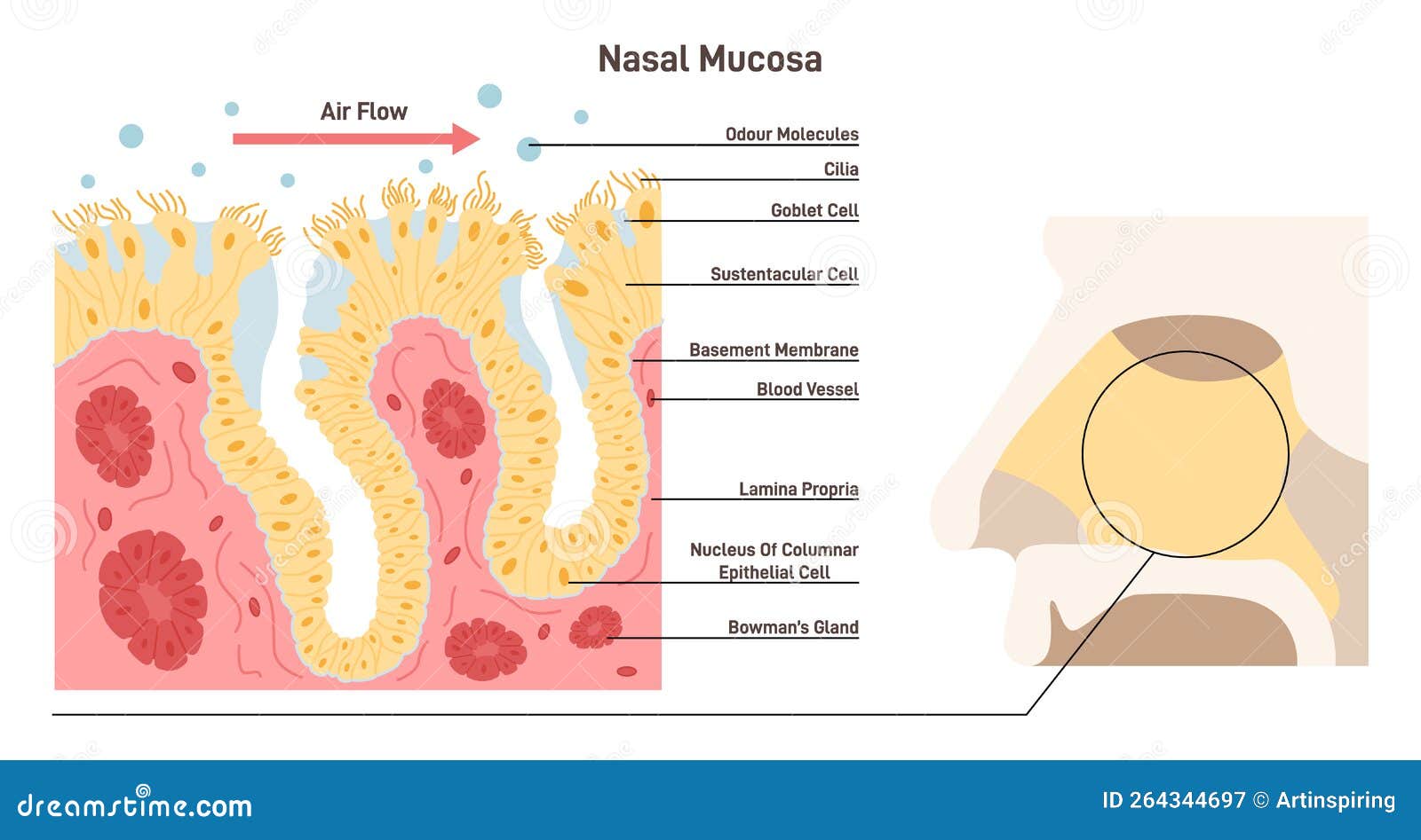 Illustration Of The Nasal Mucous Membrane Showing The Epithelial Cells
