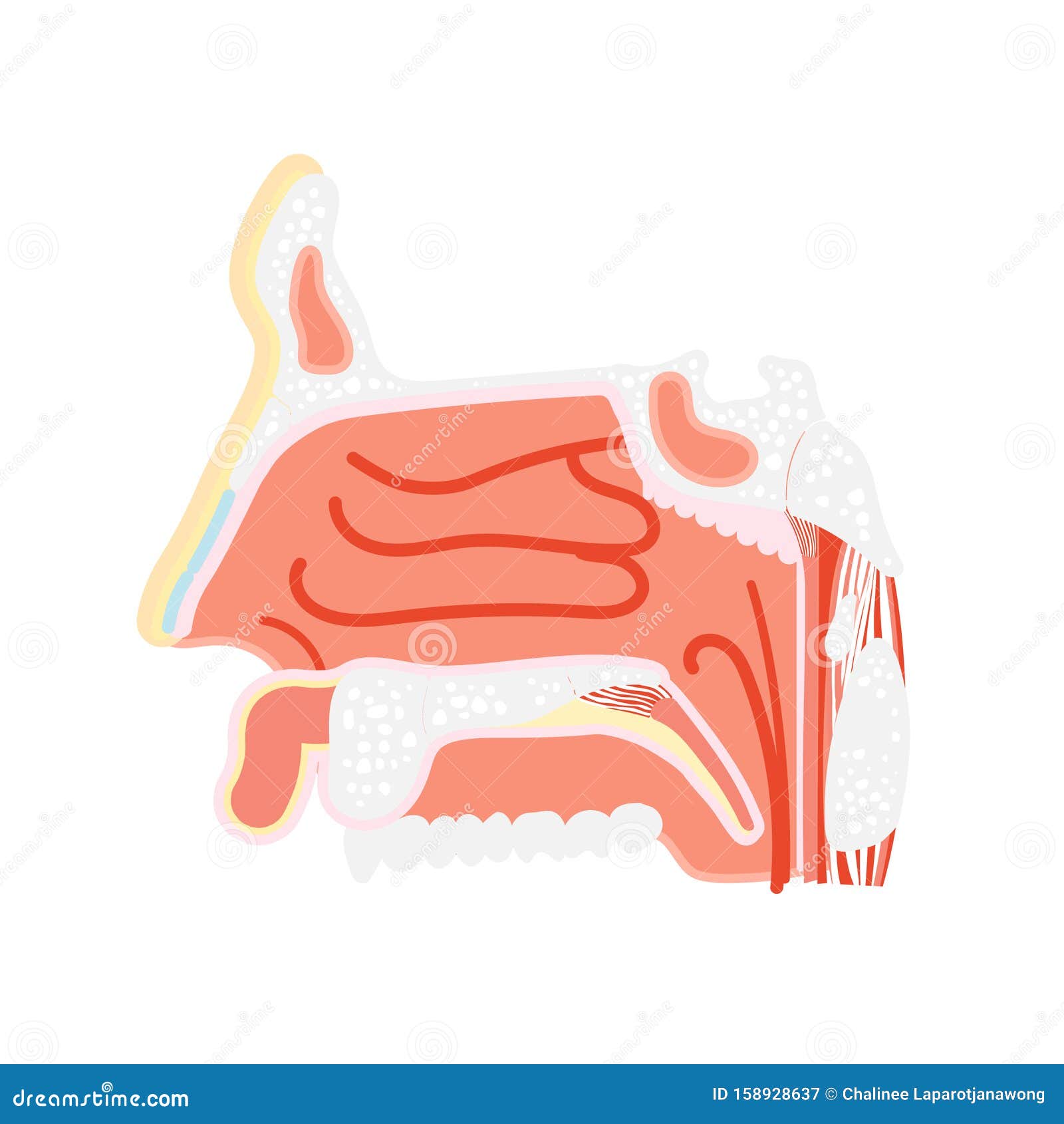 Nasal Vestibule Cavity Nose Anatomy Internal Organs Body Part Nervous