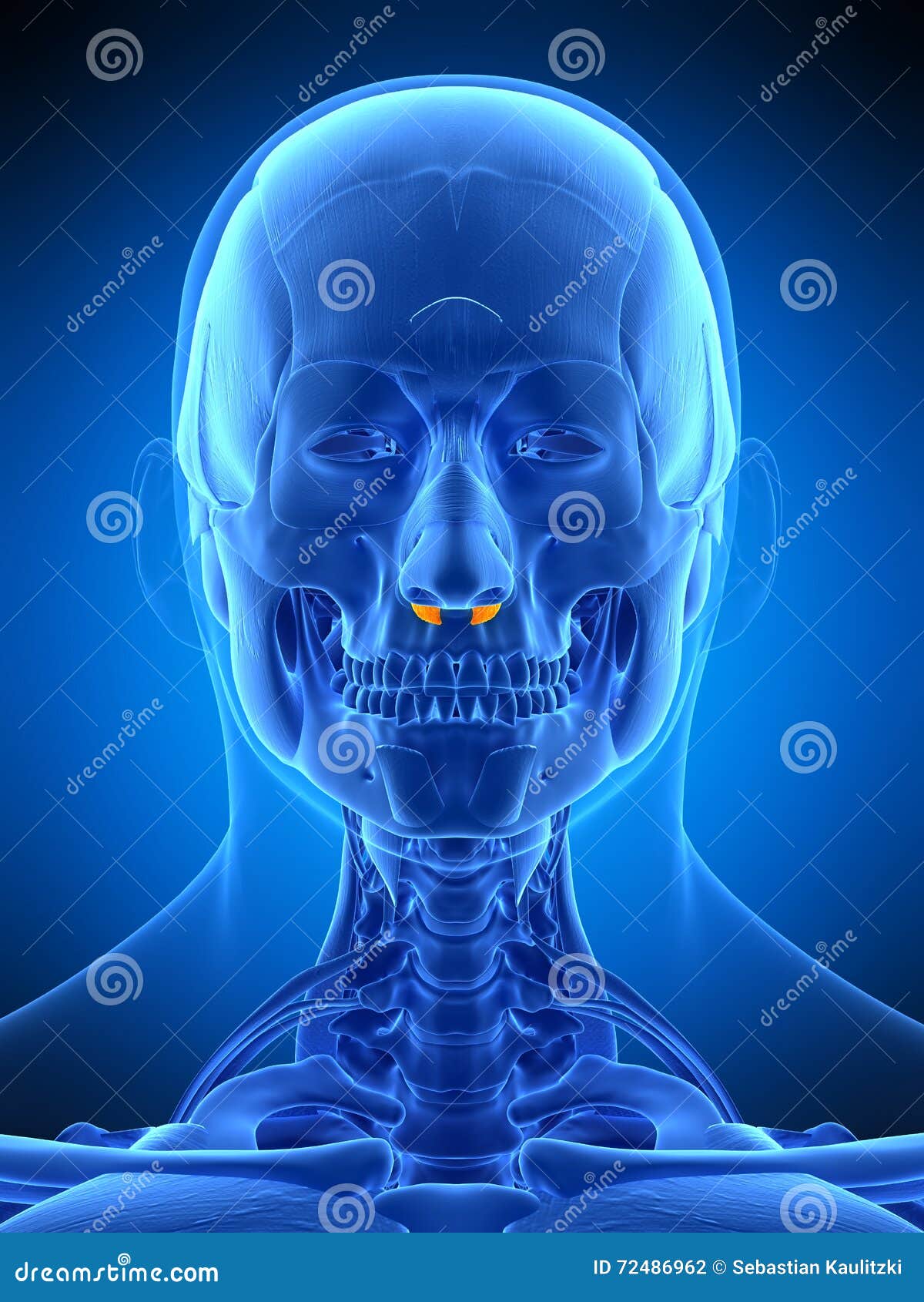 The nasalis alar stock illustration. Illustration of anatomical - 72486962