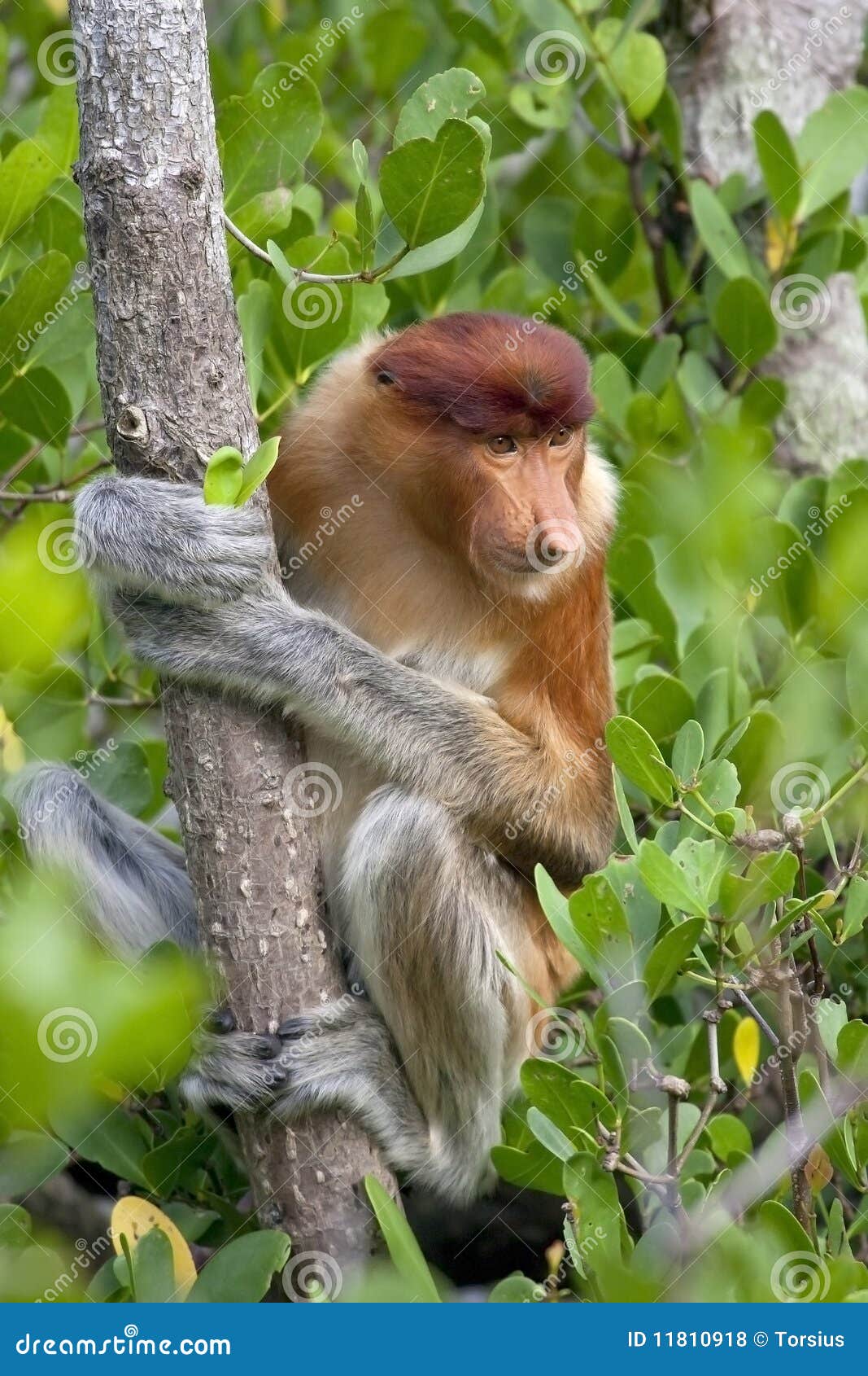 Nasalis Larvatus stock photo. Image of mammal, squirrel - 11810918