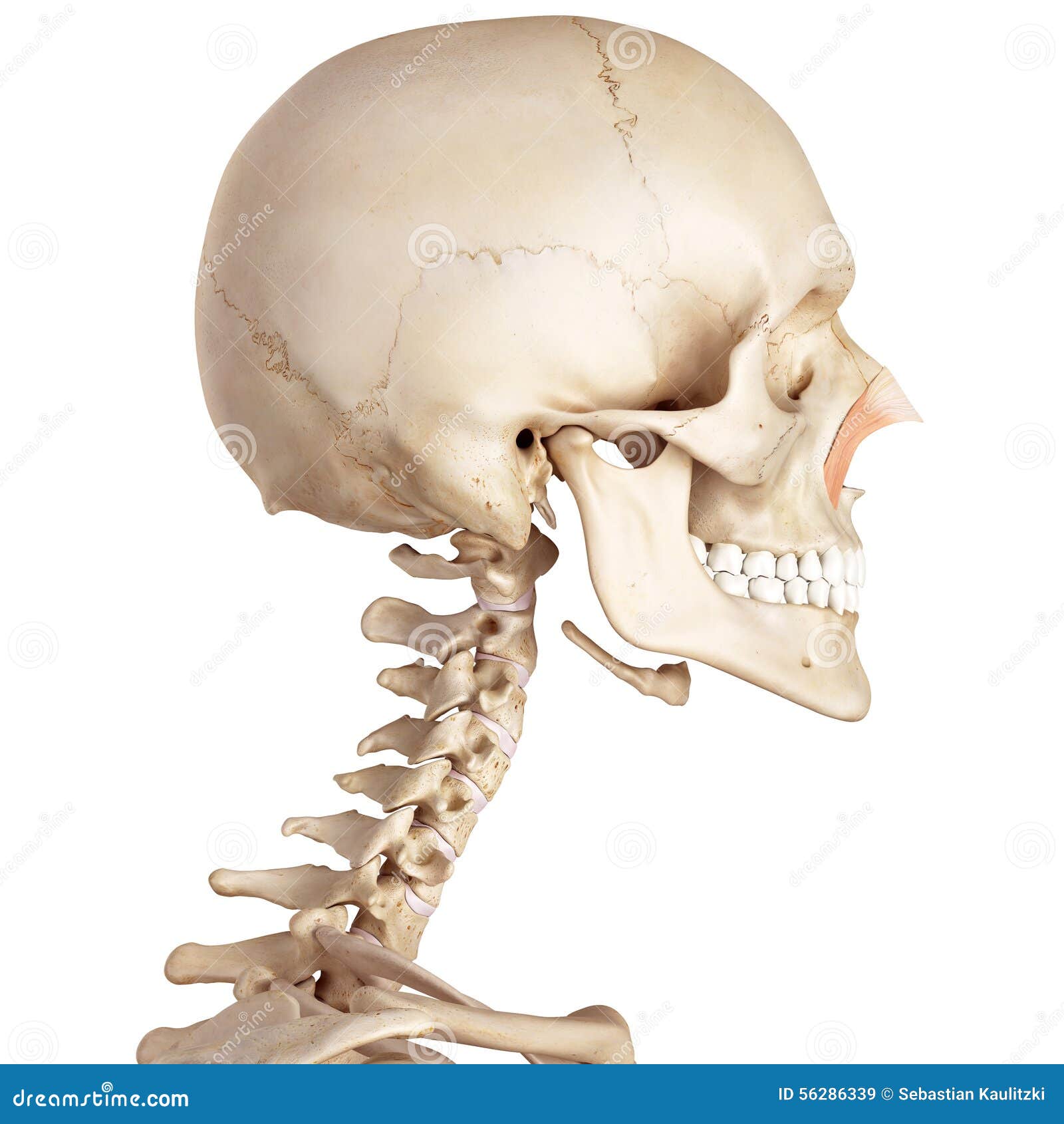 The nasalis transverse stock illustration. Illustration of muscle ...
