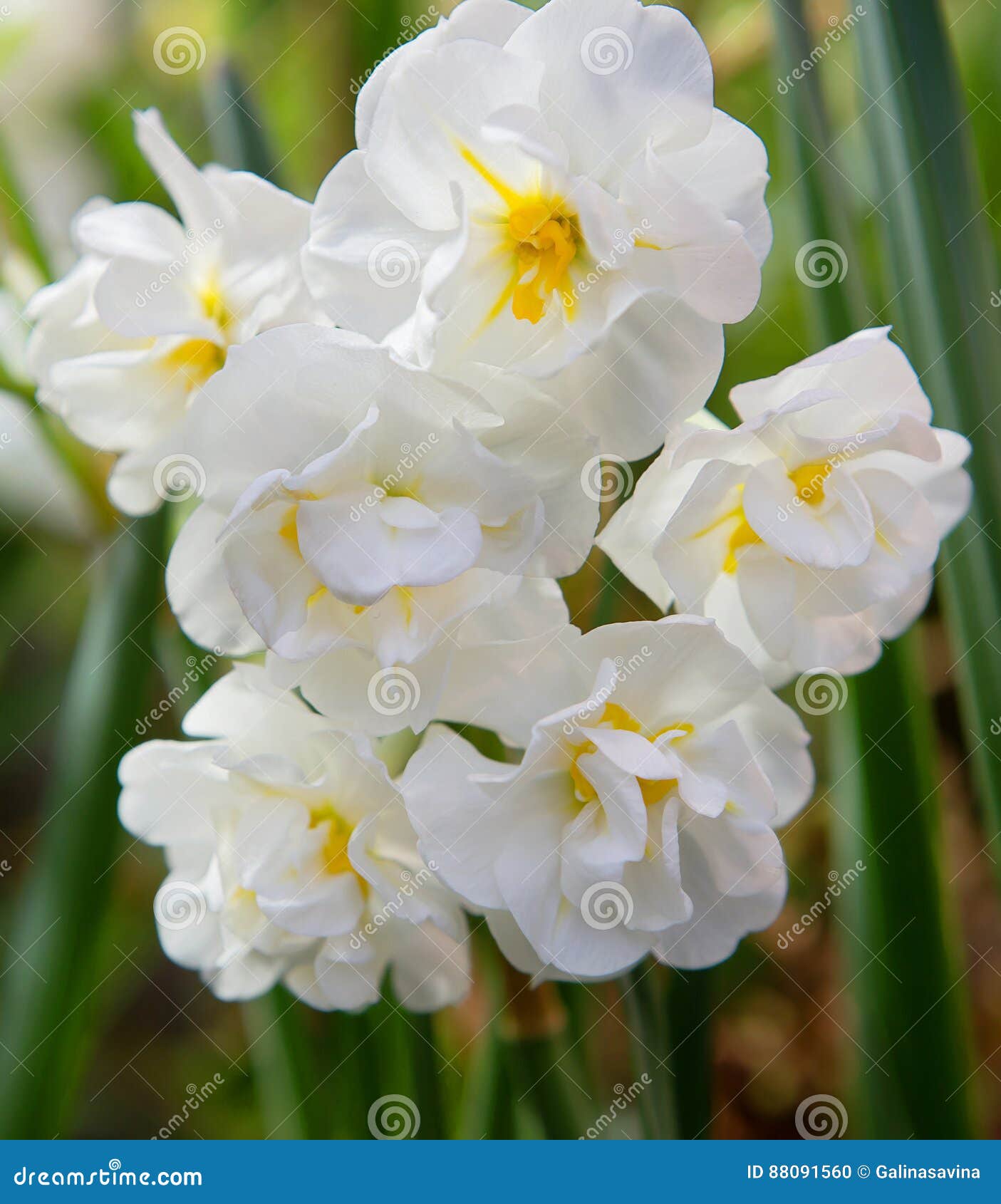Nasals foto de archivo. Imagen de flor, planta, resorte - 88091560