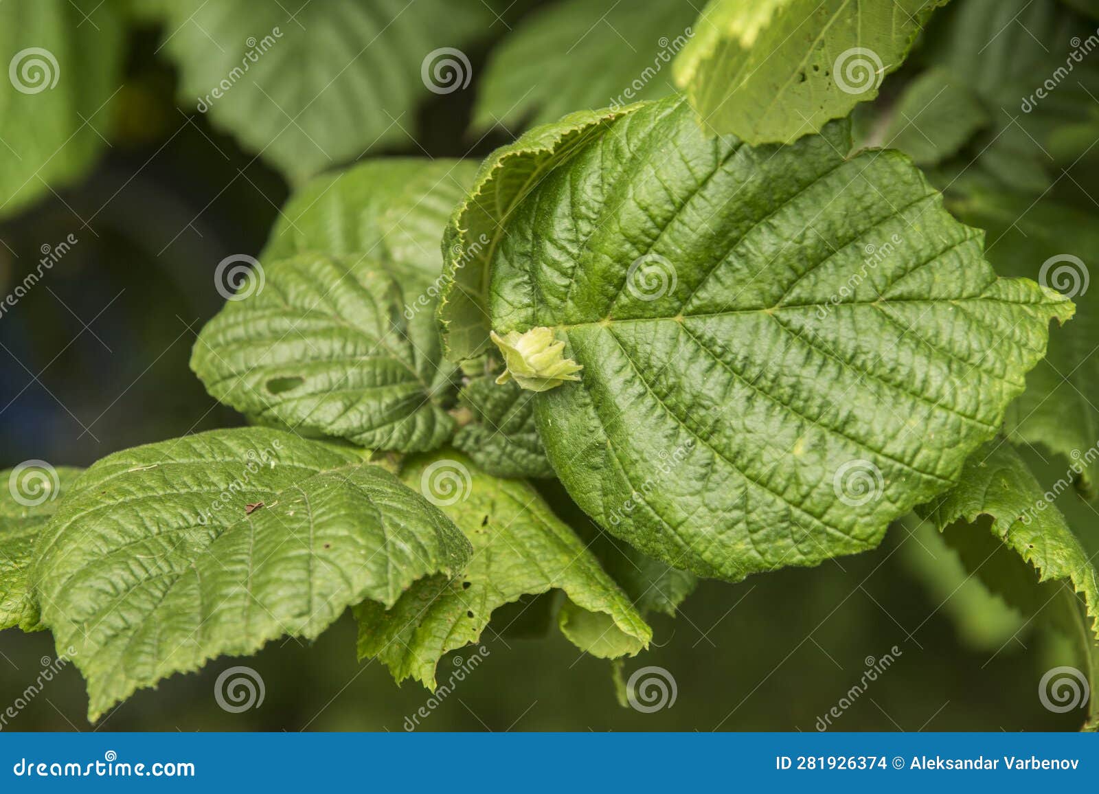 Nascent hazelnut fruit stock photo. Image of seasonal - 281926374