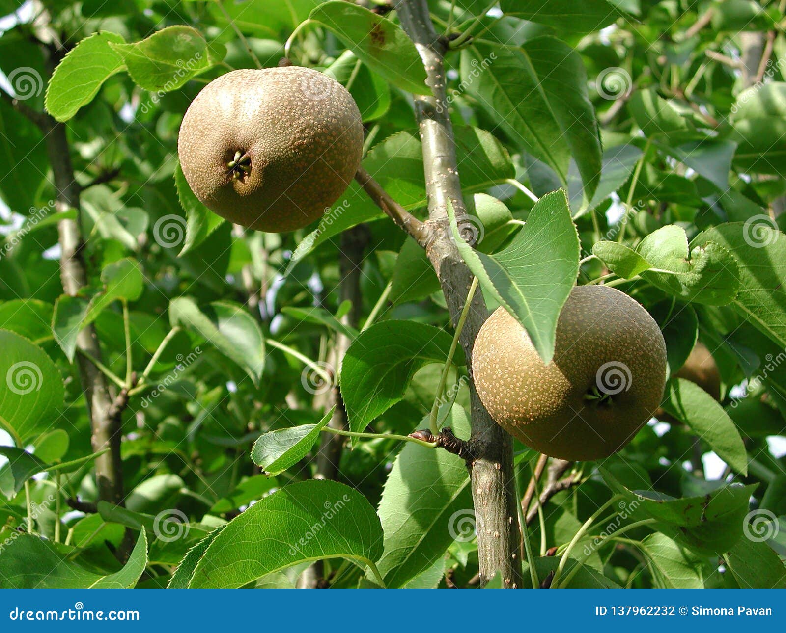 Pyrus Pyrifolia Branch with Fruit Stock Photo - Image of nature, food ...