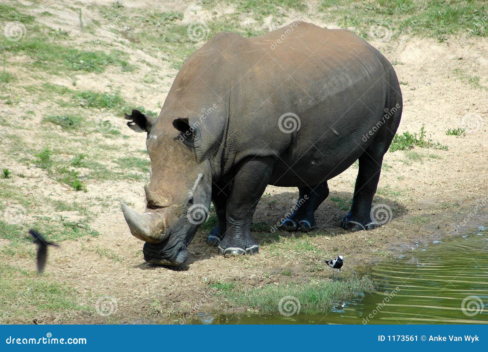 Nashorn stockbild. Bild von nahaufnahme, wasser, stehen - 1173561